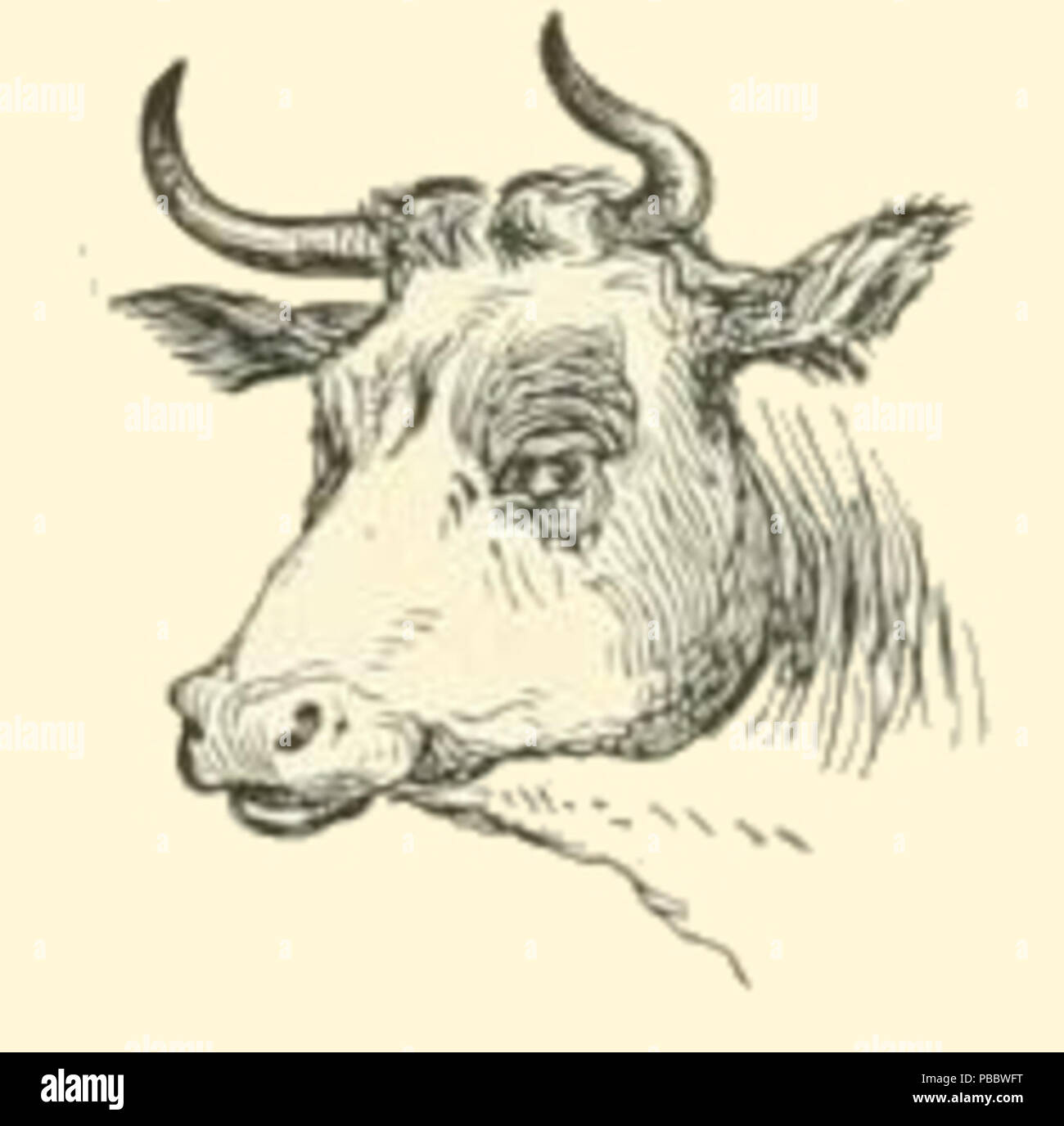 1147 Ox Drawing Stock Photo - Alamy