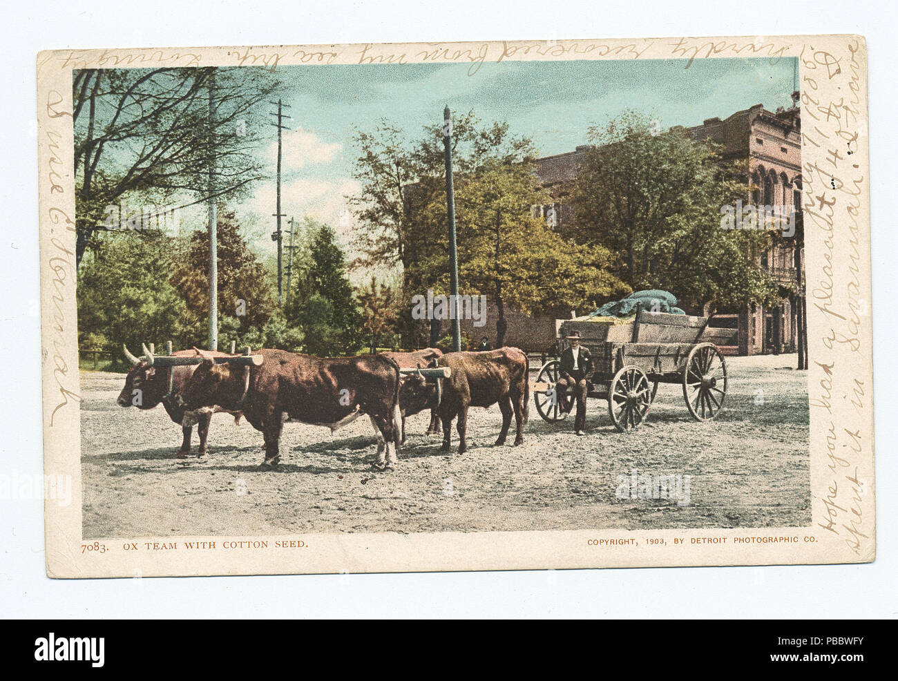 Cotton seed hi-res stock photography and images - Alamy