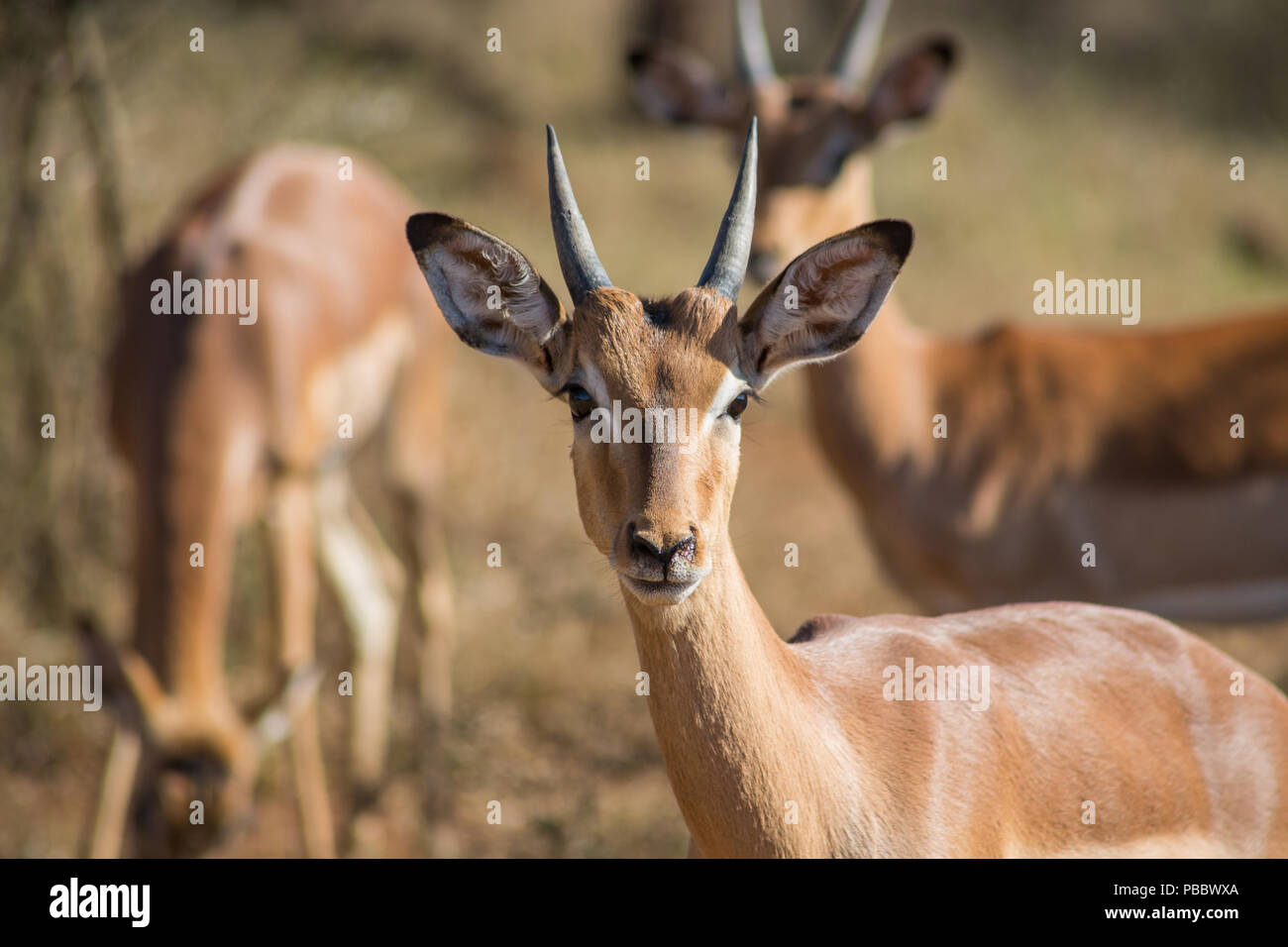 Impala head hi-res stock photography and images - Alamy