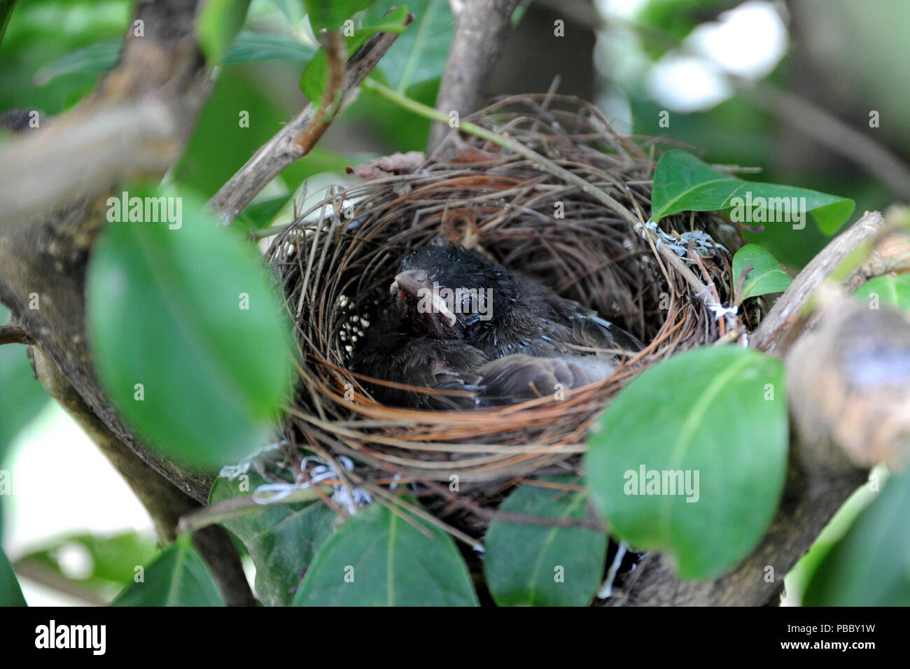 Dhaka, Bangladesh - May 27, 2011: Nightingale bird or Bulbul bird ...