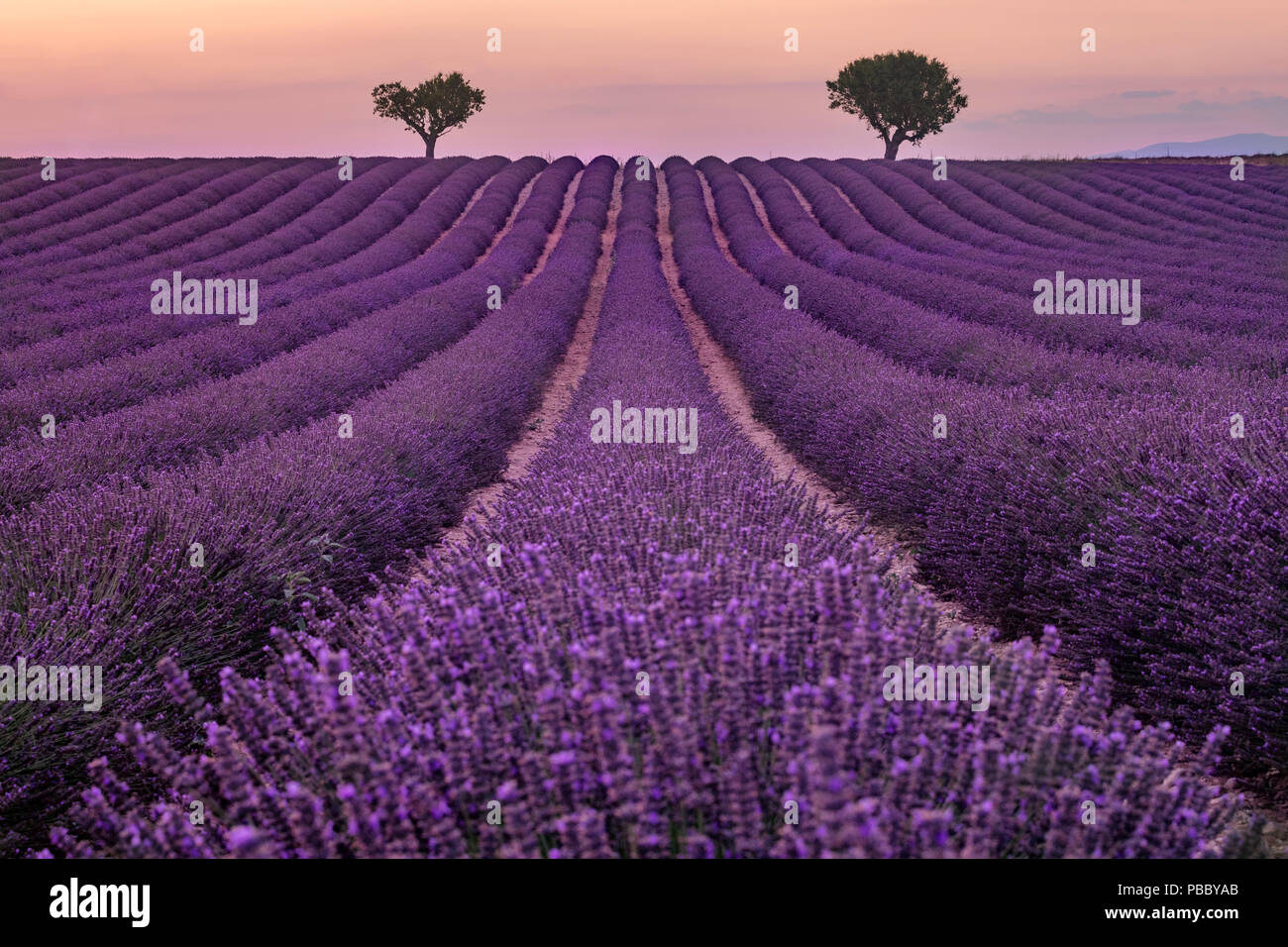 Valensole, Alpes-de-Haute-Provence, Provence, France, Europe Stock ...