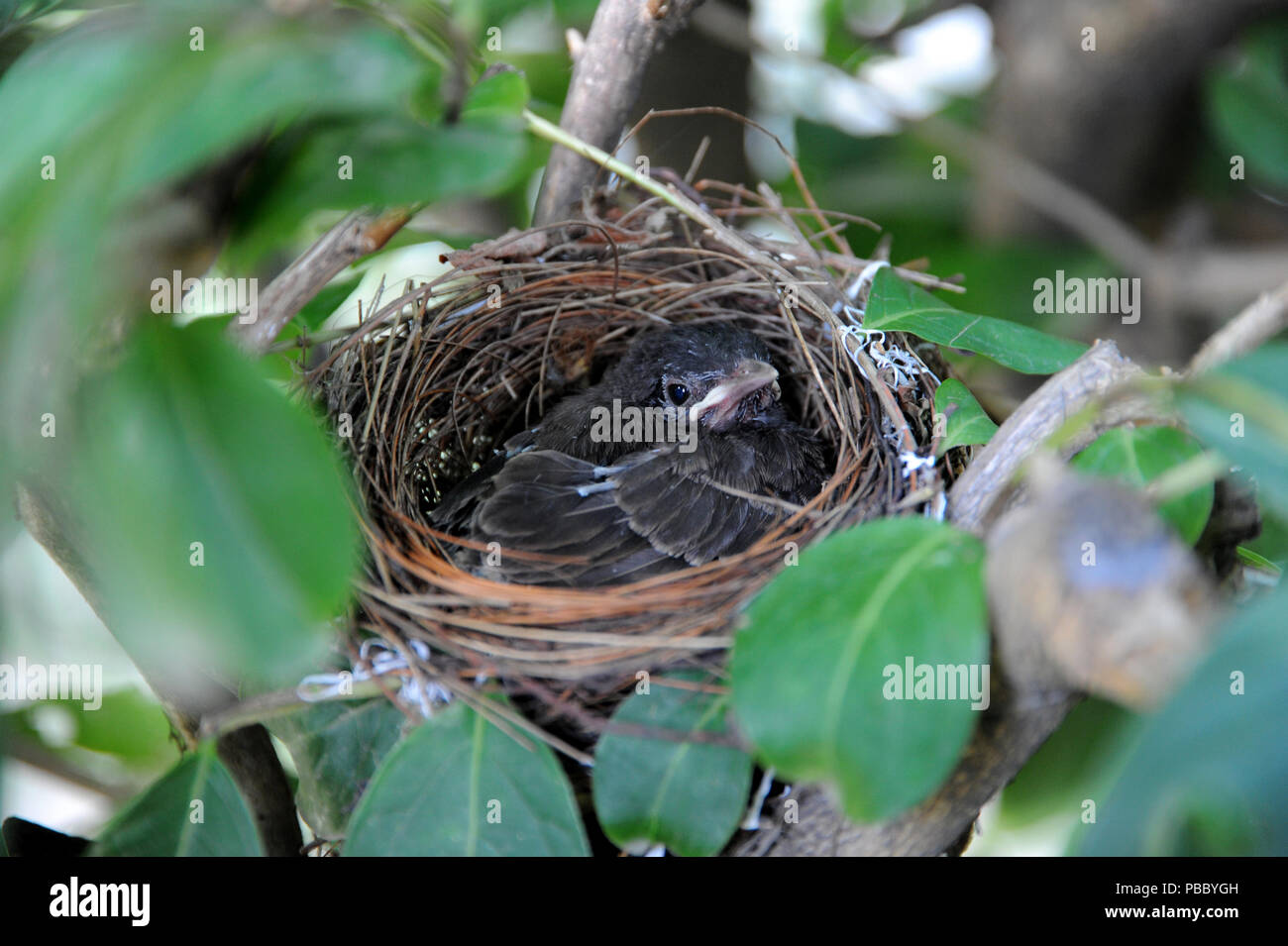 Dhaka, Bangladesh - May 27, 2011: Nightingale bird or Bulbul bird ...