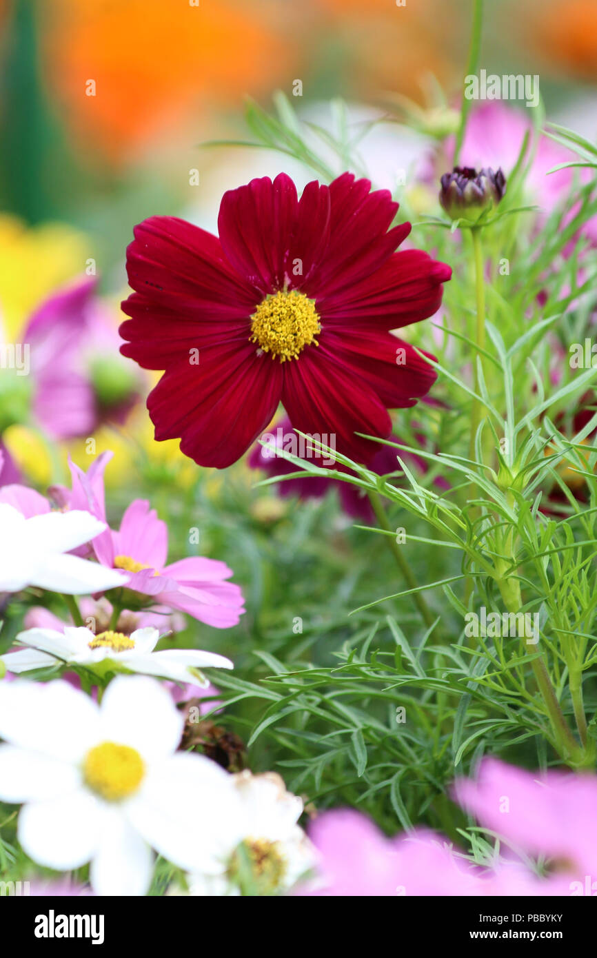 One single red daisy isolated from a group of blurry & colorful daisies ...