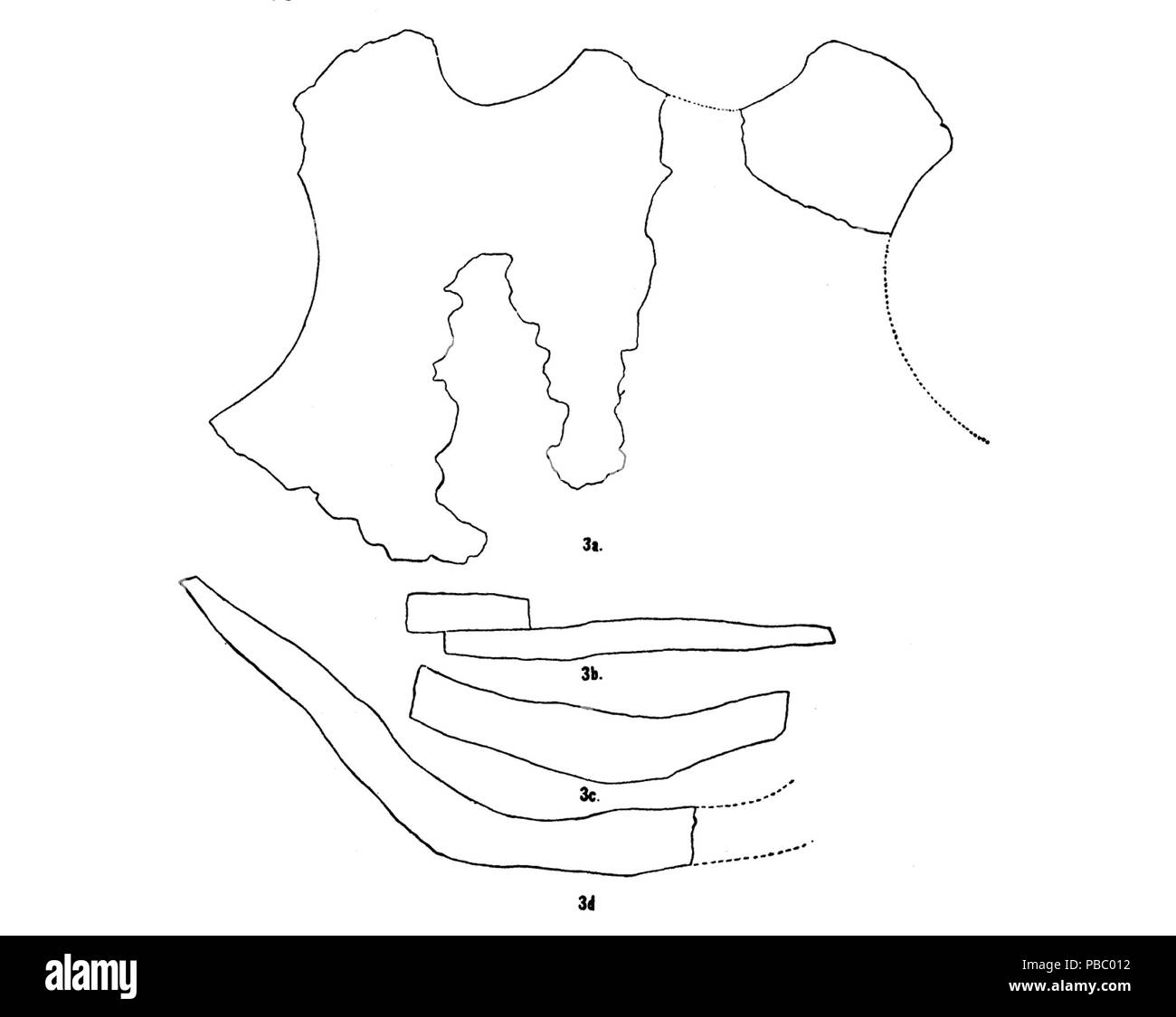 1167 Pantosaurus coracoids and ventral ribs Stock Photo - Alamy
