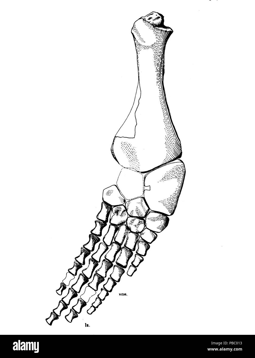 Pantosaurus hi-res stock photography and images - Alamy