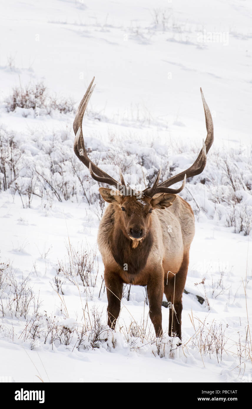 Elk, Bull, Winter, National Bison Range, Montana Stock Photo - Alamy