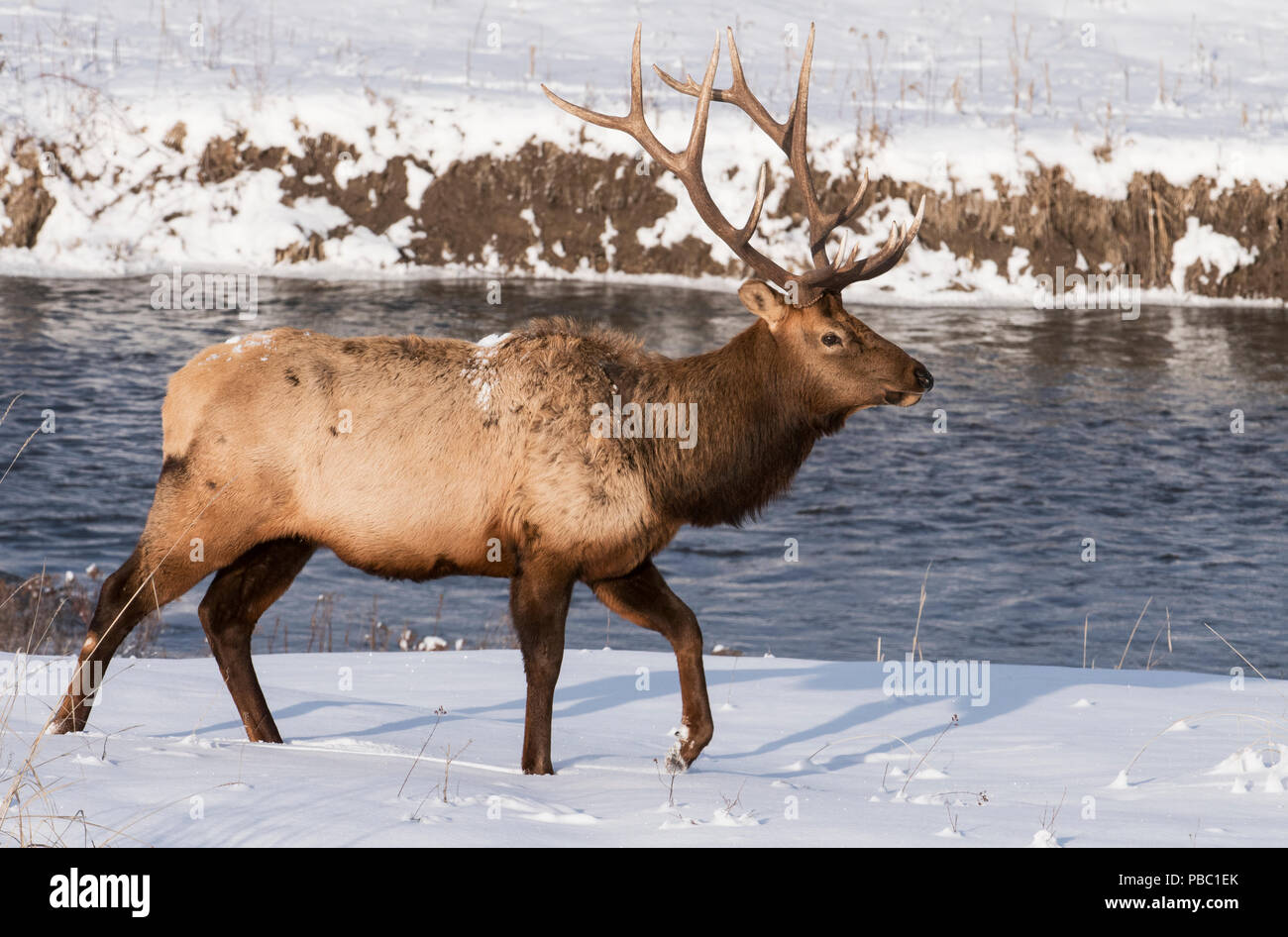 Elk, Bull, Winter, National Bison Range, Montana Stock Photo - Alamy