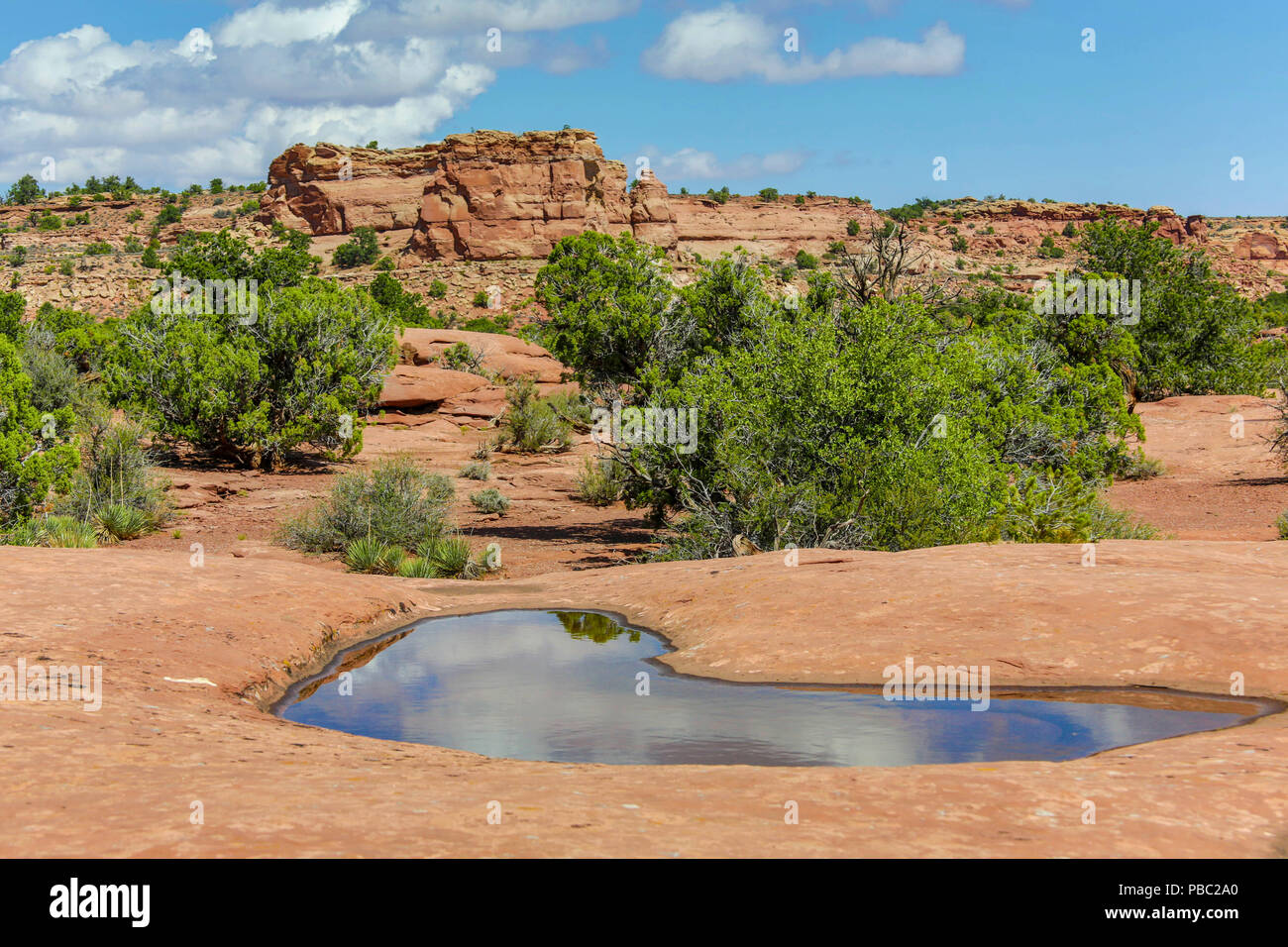 Puddle left from recent rain in the desert in Canyonlands national Park ...