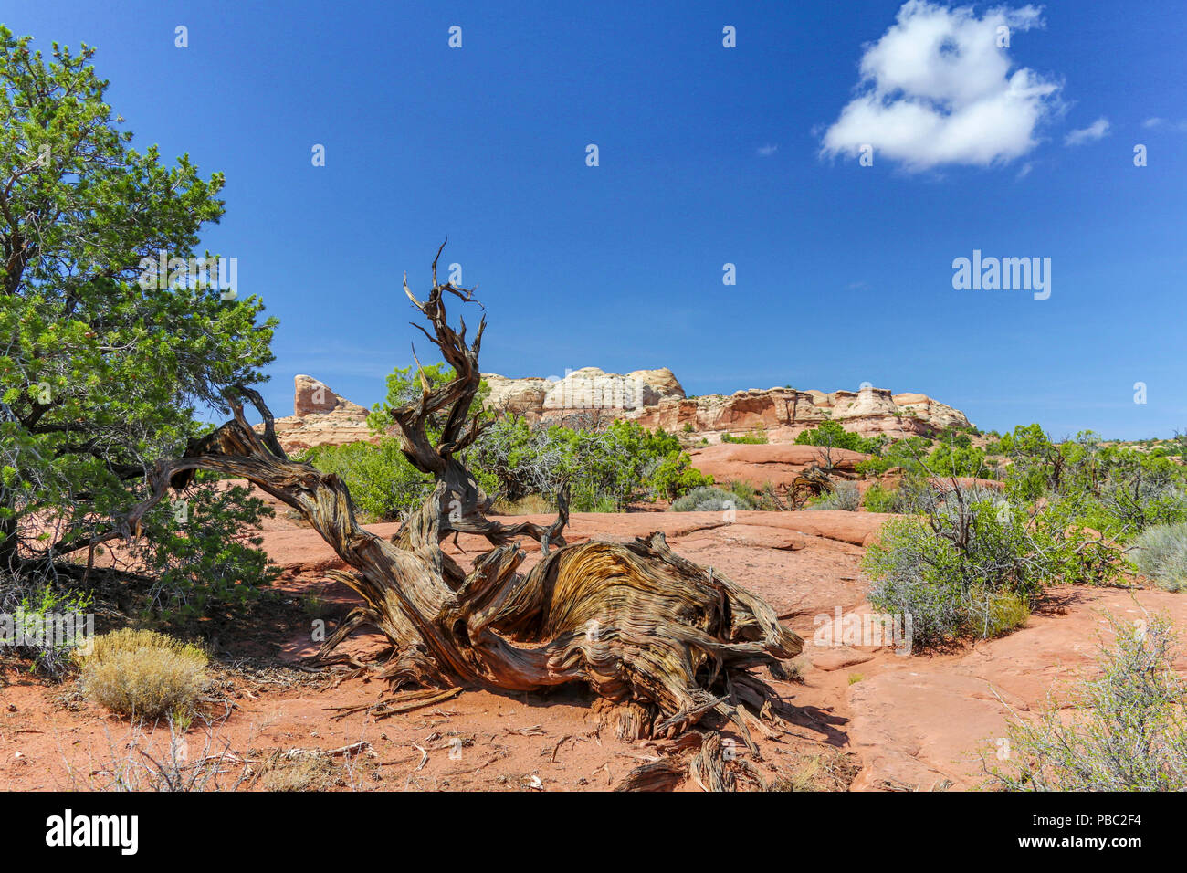 Dead twisted pinetree at Cannyonlands National Park Stock Photo - Alamy