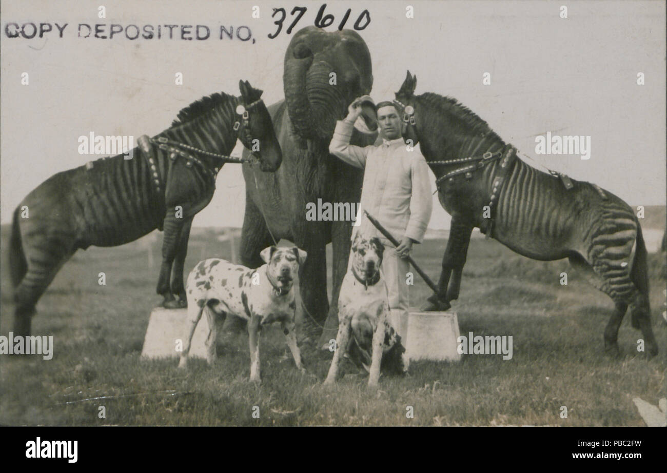 Performing animals hi-res stock photography and images - Alamy