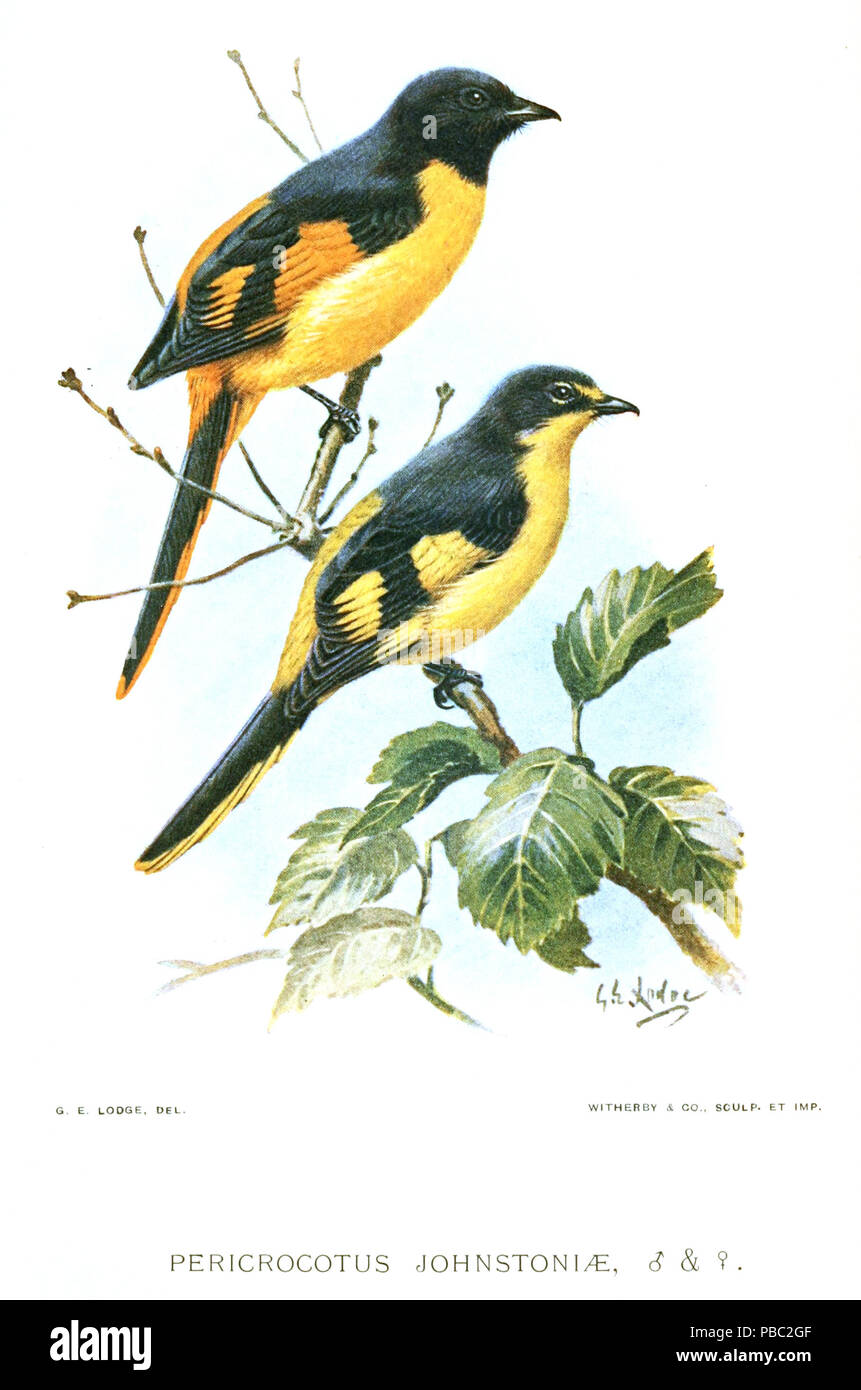 1182 Cut Out Stock Images & Pictures - Alamy