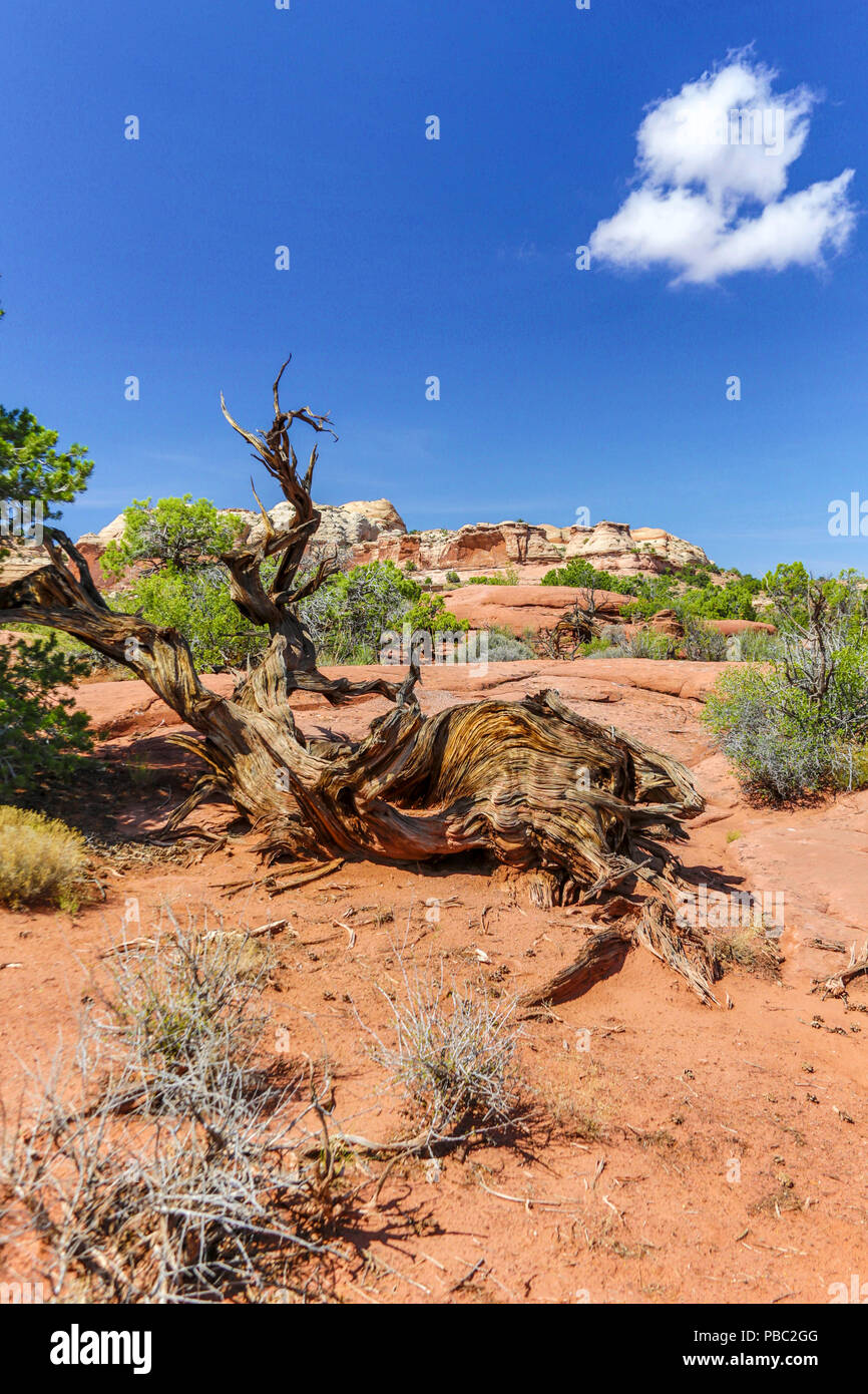 Dead twisted pinetree at Cannyonlands National Park Stock Photo - Alamy