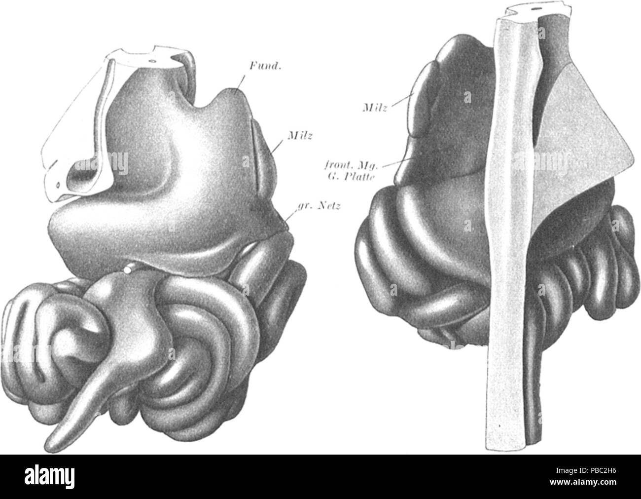 Pernkopf hi-res stock photography and images - Alamy