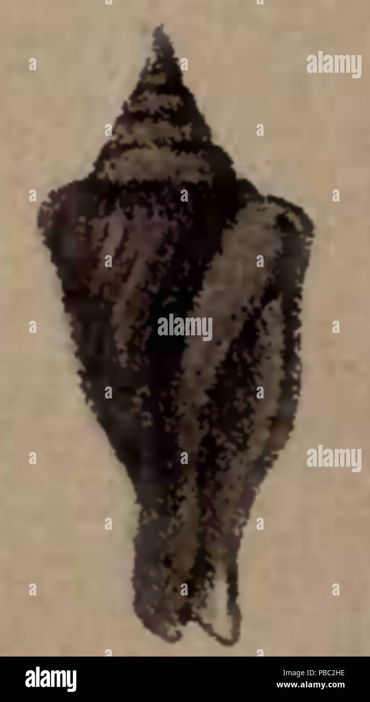 Perrona lineata hi-res stock photography and images - Alamy