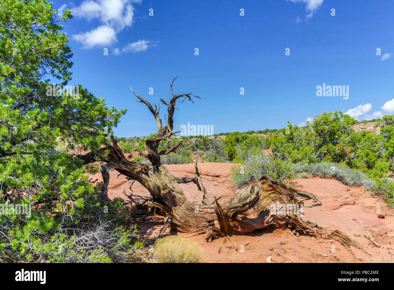 Dead twisted pinetree at Cannyonlands National Park Stock Photo - Alamy