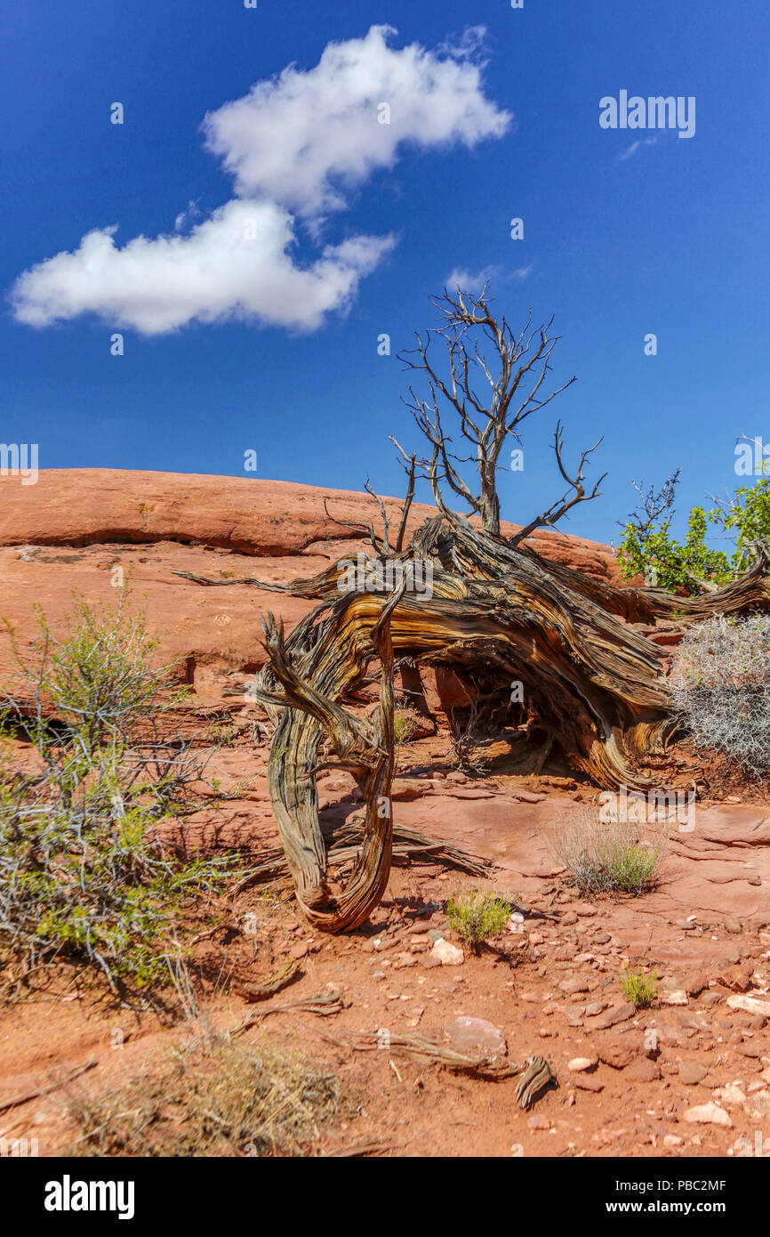 Dead twisted pinetree at Cannyonlands National Park Stock Photo - Alamy