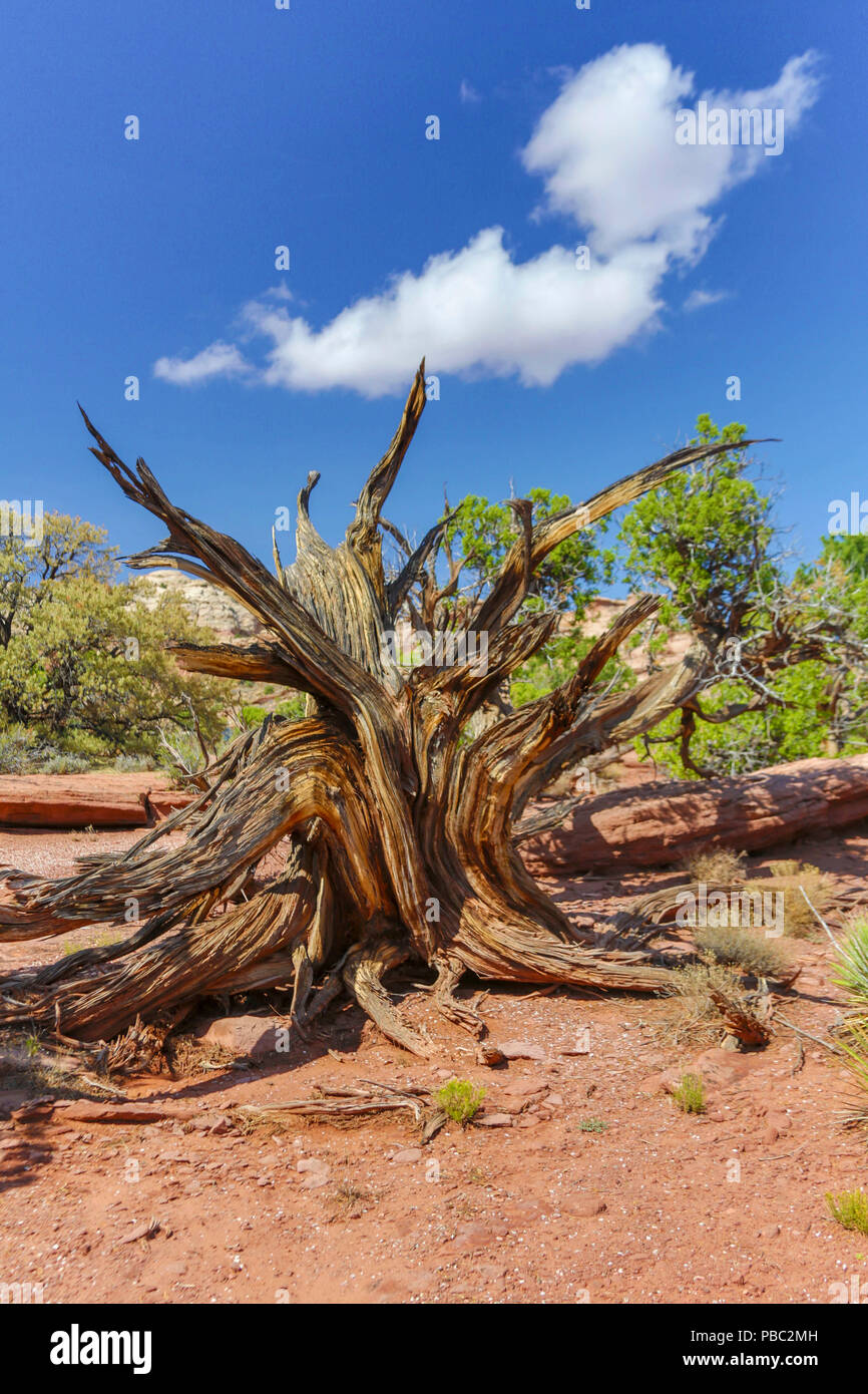 Dead twisted pinetree at Cannyonlands National Park Stock Photo - Alamy