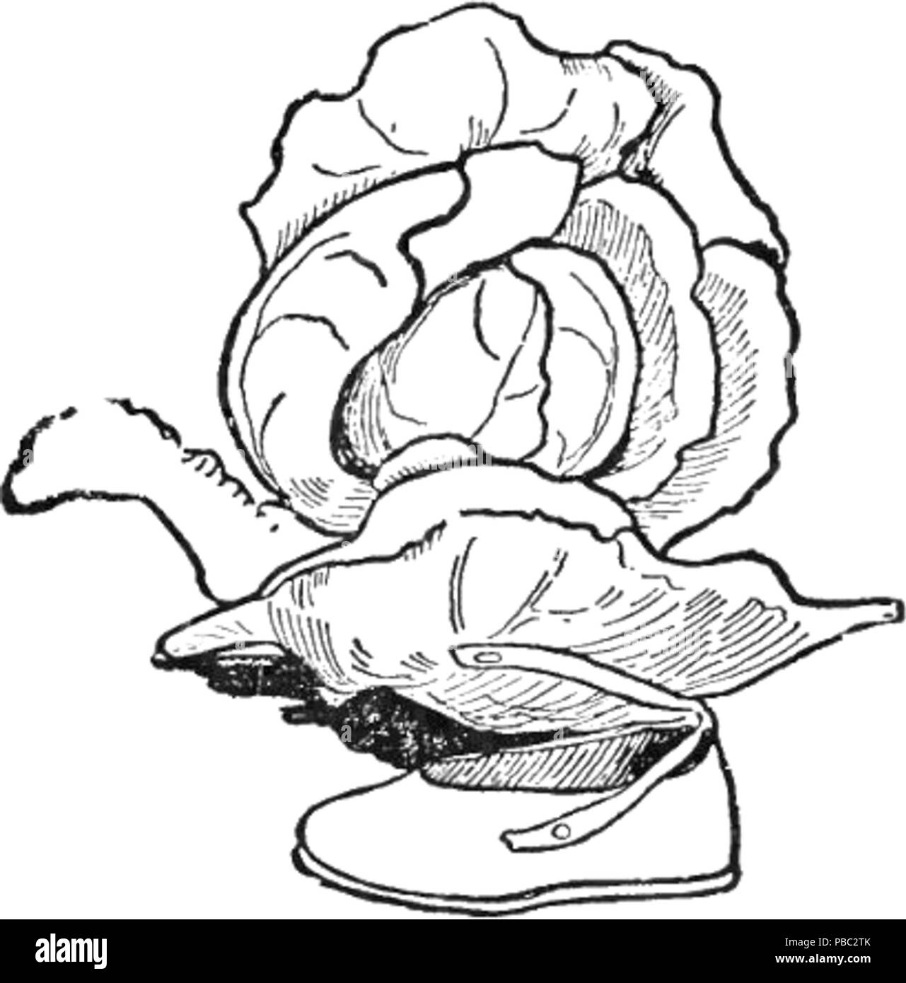 Peter rabbit Black and White Stock Photos & Images - Alamy