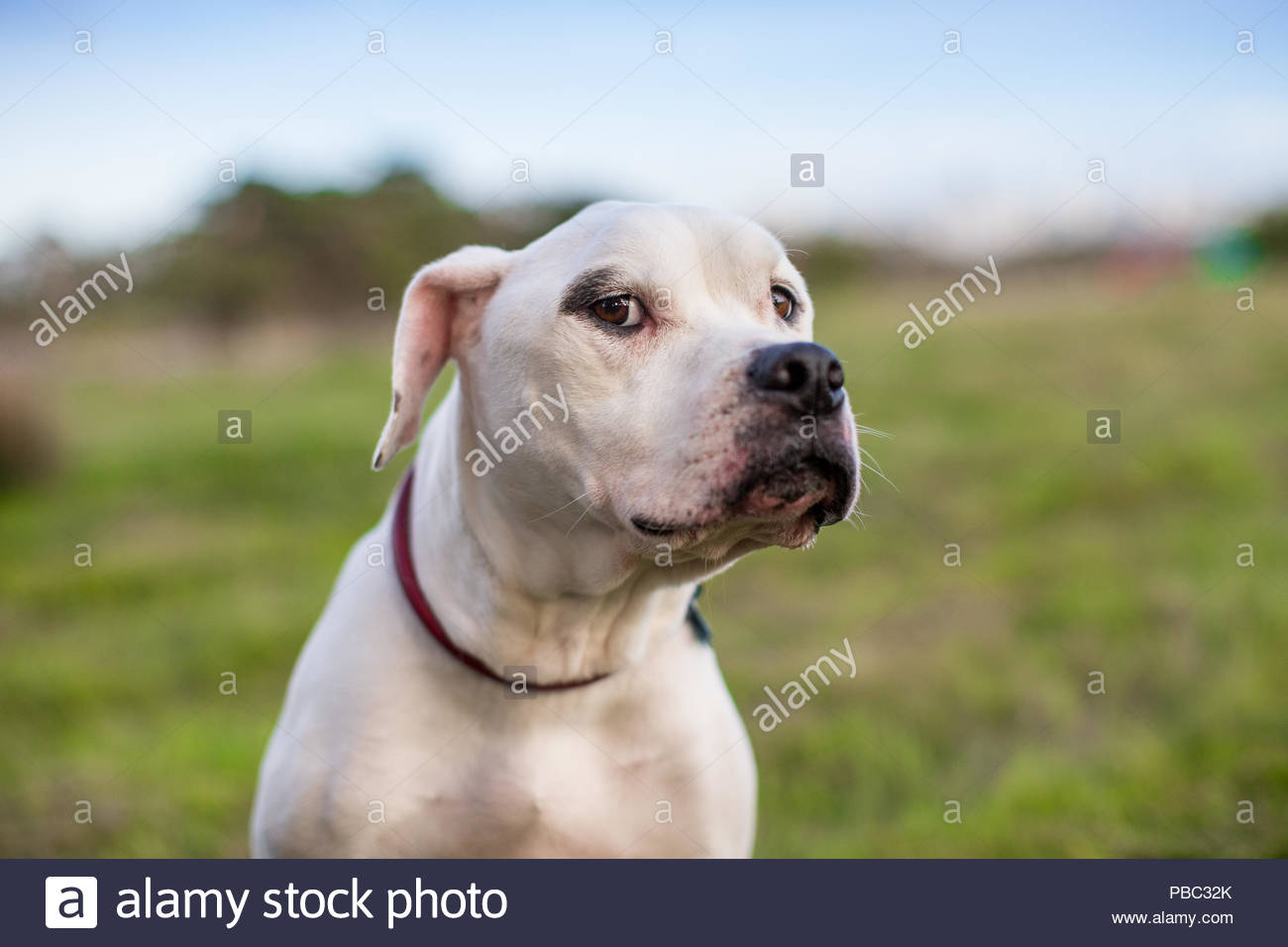 Pitbull Mix Stock Photos & Pitbull Mix Stock Images - Alamy