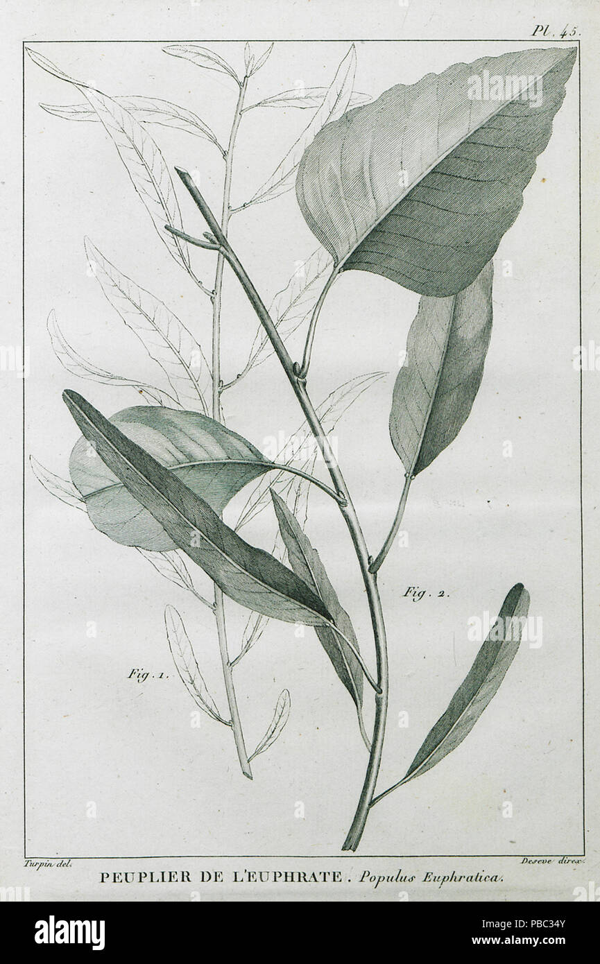 Populus euphratica hi-res stock photography and images - Alamy