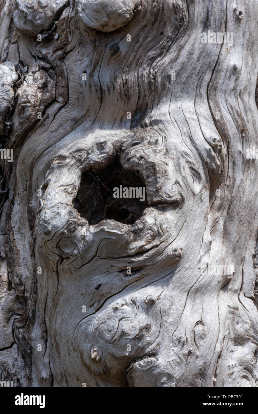 Tree Knots High Resolution Stock Photography and Images - Alamy