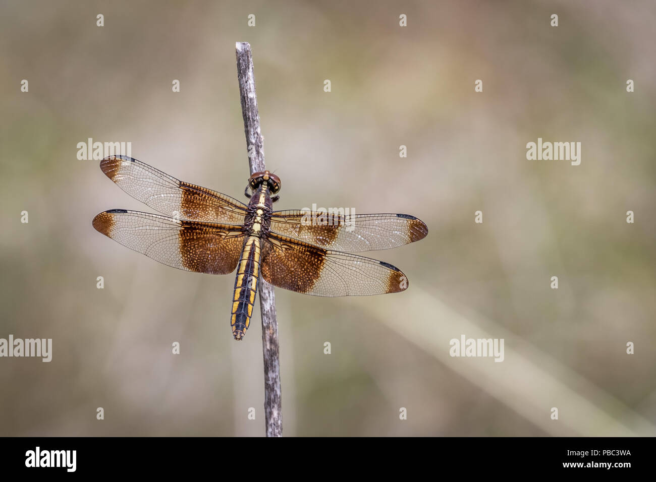 Female Widow Skimmer (Libellula luctuosa) perched on a twig Stock Photo ...
