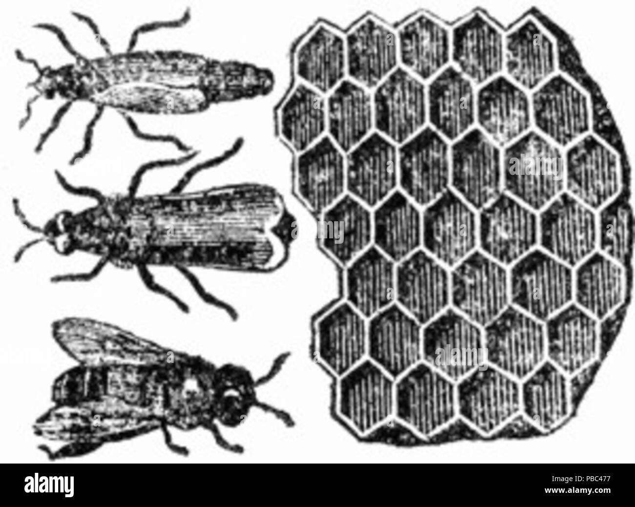 World bees hi-res stock photography and images - Alamy