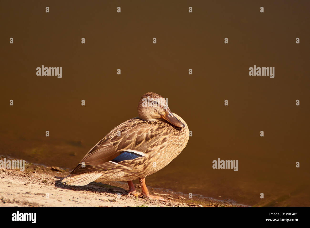 Duck in sun hi-res stock photography and images - Alamy