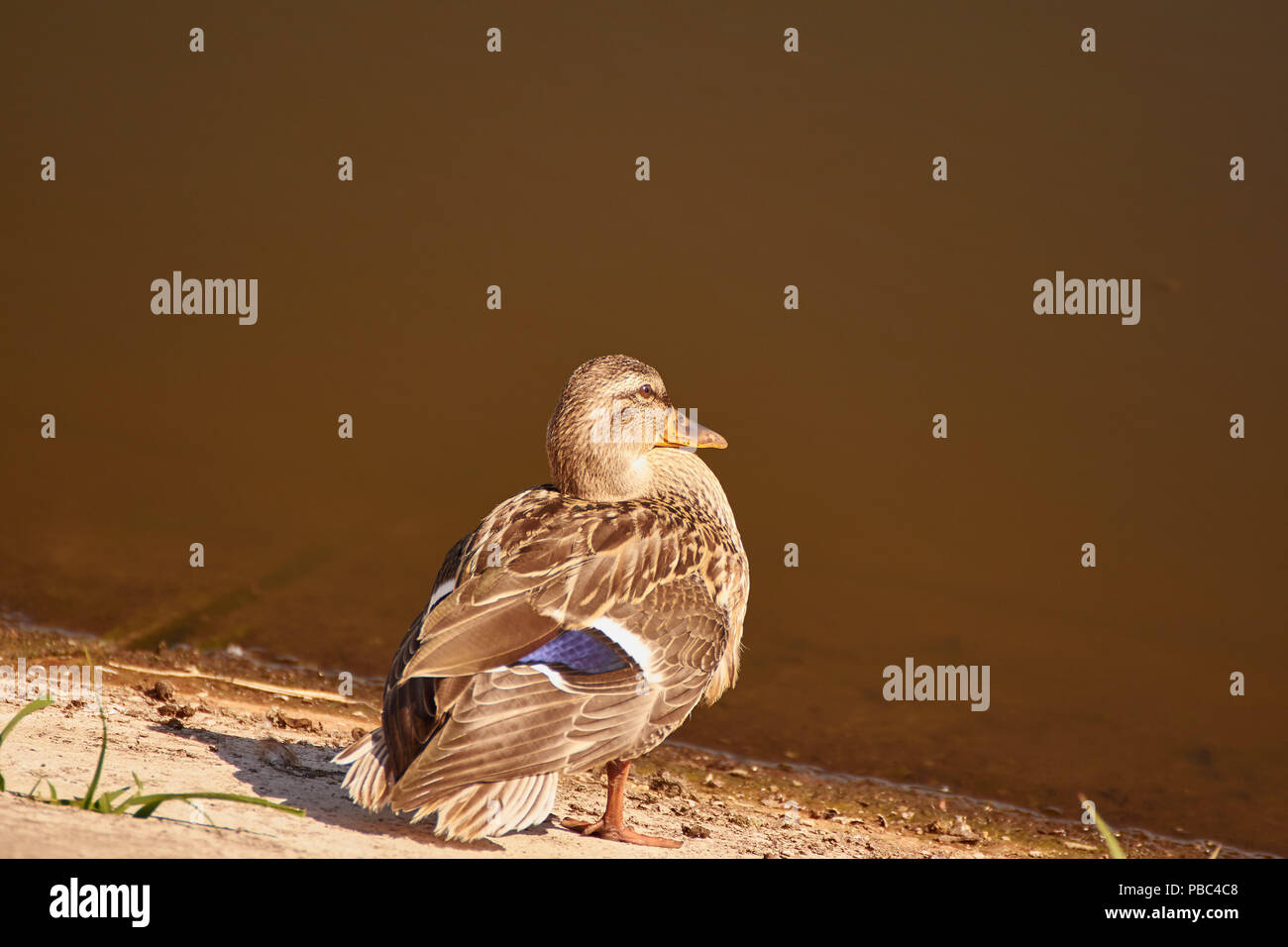 One wild duck sitting in the sun on the edge of the lake Stock Photo ...