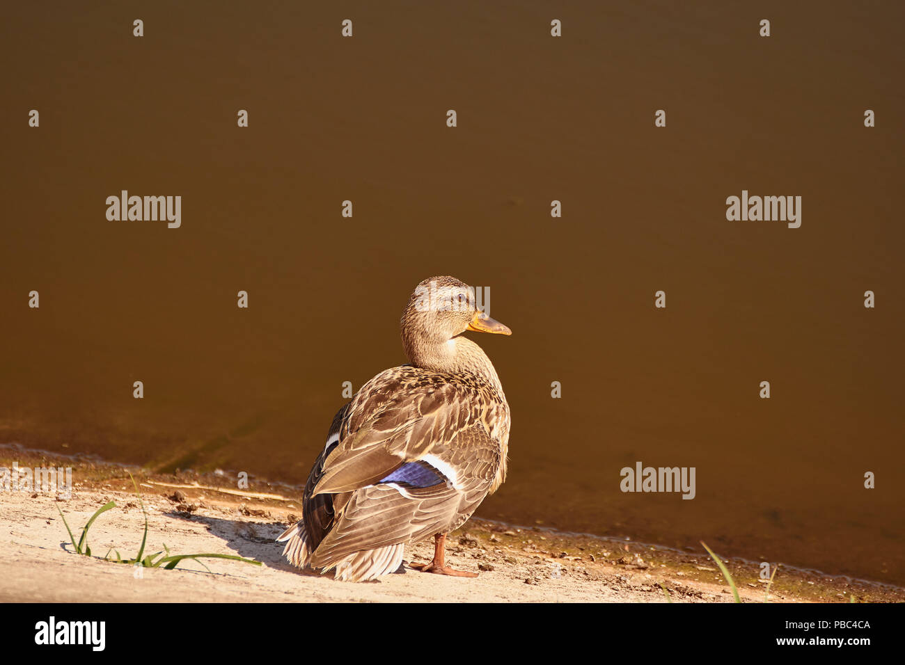 One wild duck sitting in the sun on the edge of the lake Stock Photo ...