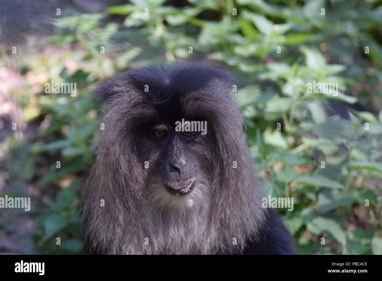 Lion-tailed macaque (Macaca silenus Stock Photo - Alamy