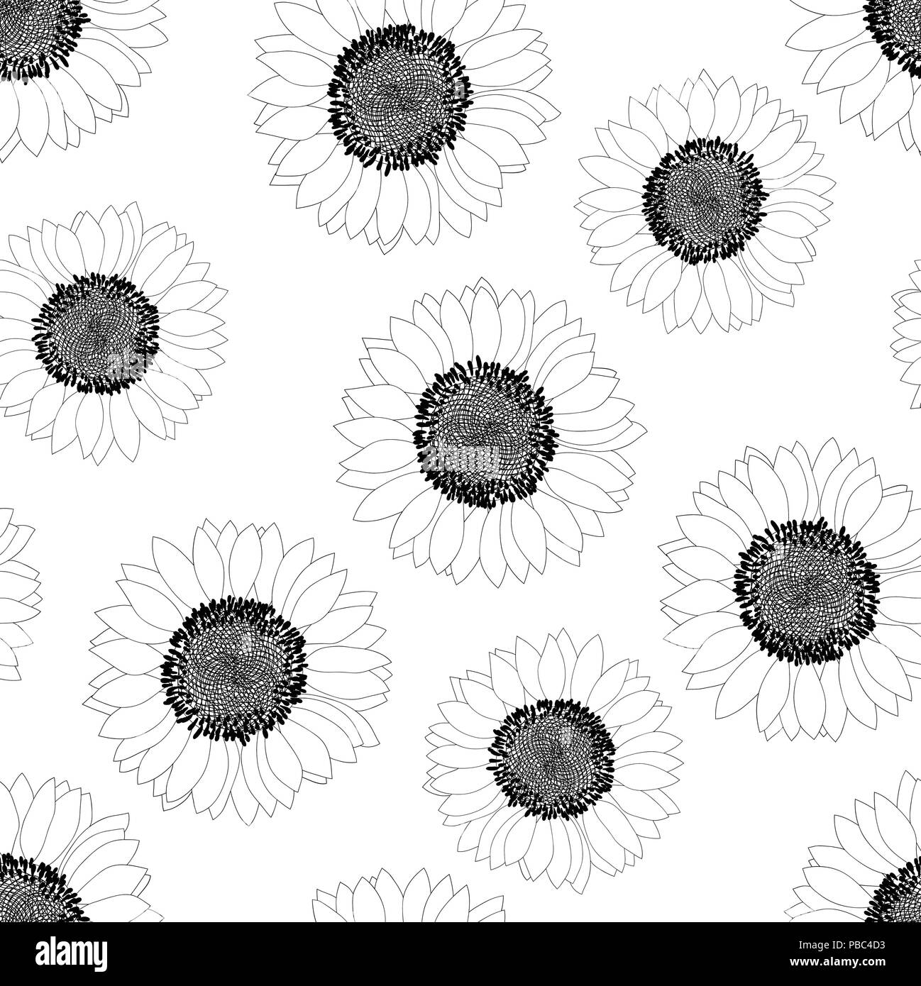 Sunflower Outline Vector