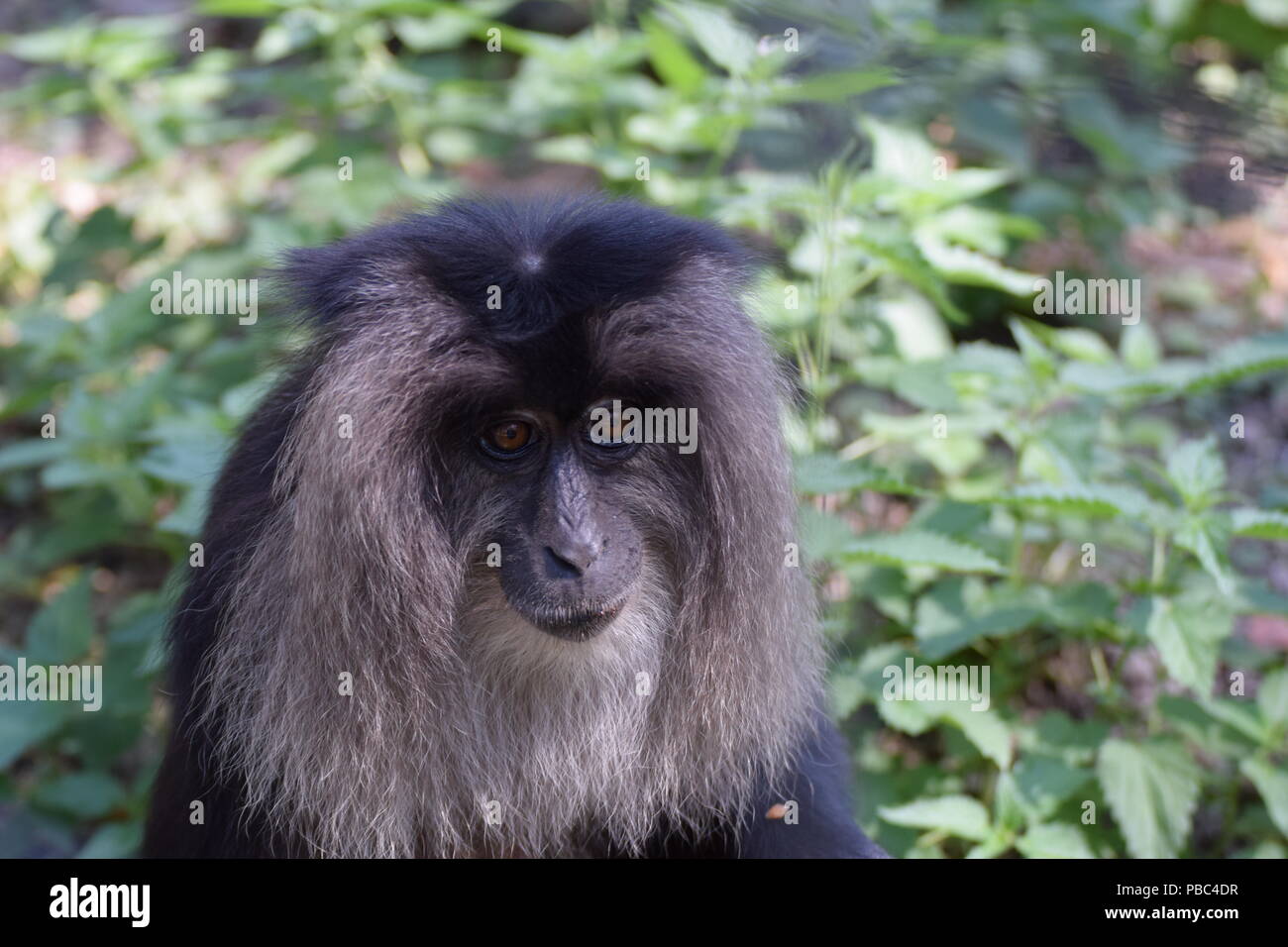 Big tailed beast hi-res stock photography and images - Alamy