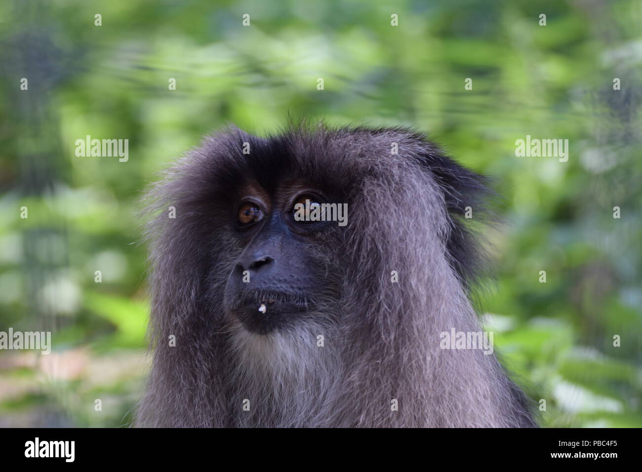 Lion-tailed macaque (Macaca silenus Stock Photo - Alamy