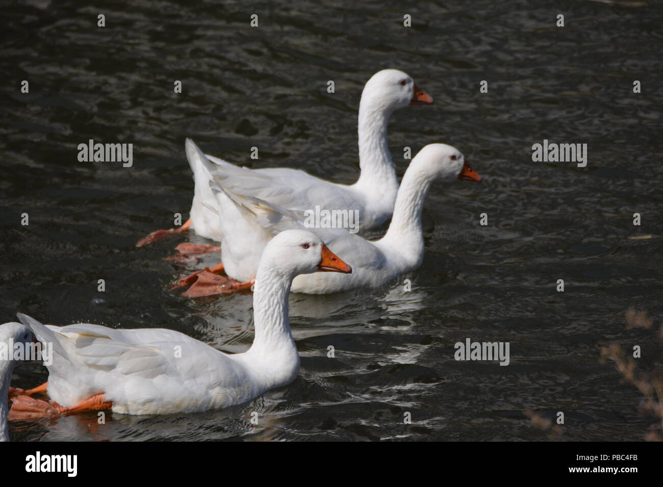 White geese floating on the river Stock Photo - Alamy