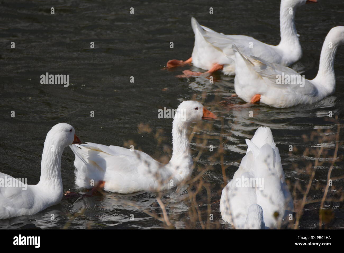 White geese floating on the river Stock Photo - Alamy