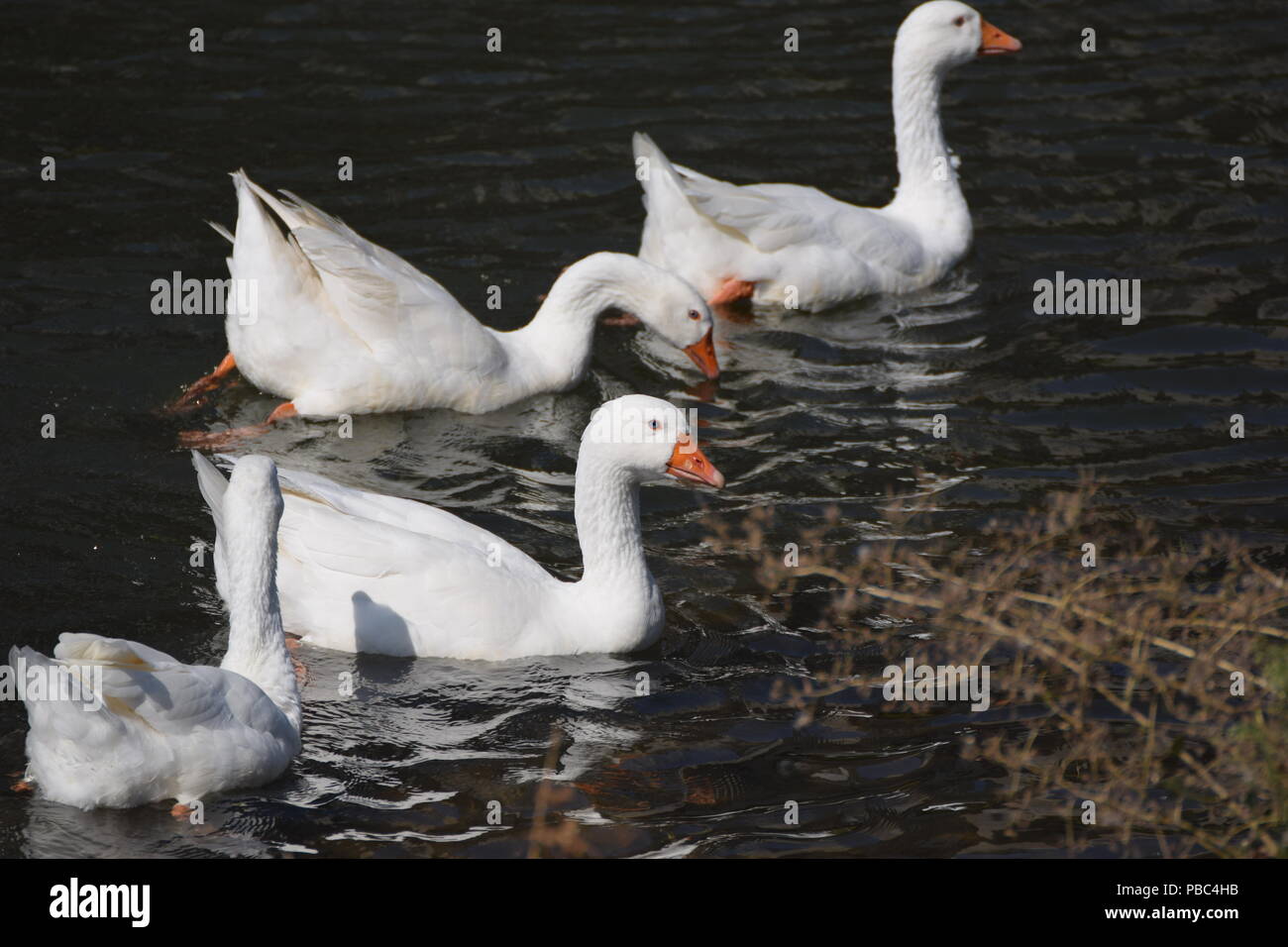 White geese floating on the river Stock Photo - Alamy