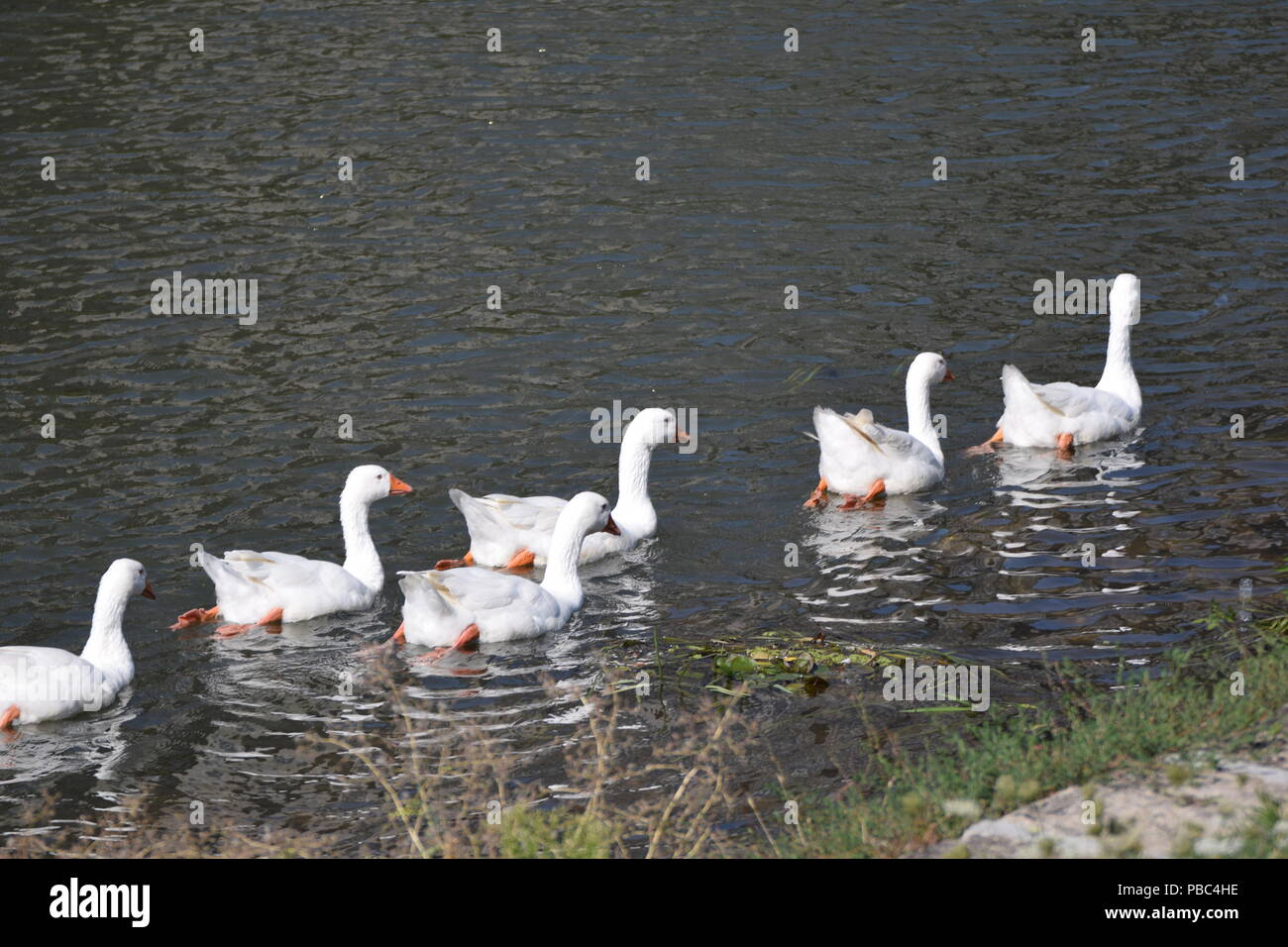 White geese floating on the river Stock Photo - Alamy