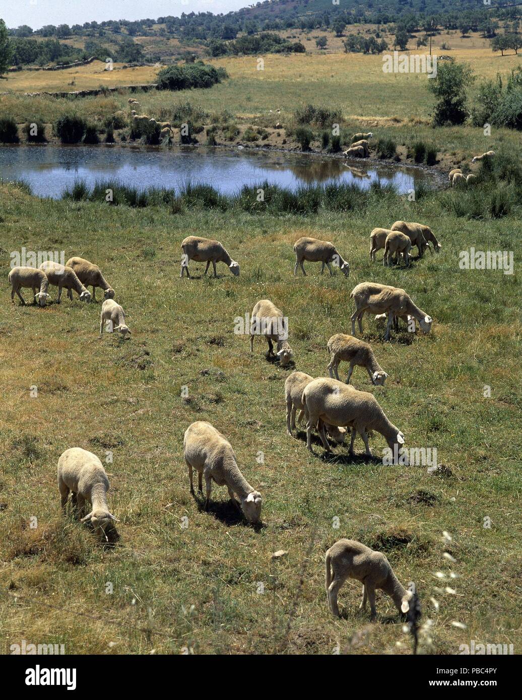 Ovejas river hi-res stock photography and images - Alamy