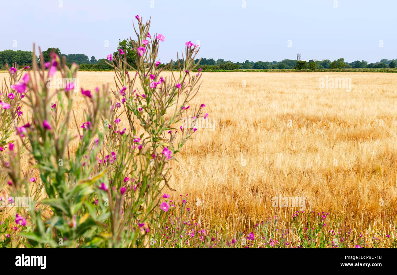 View across field of barley under blue sky and wild flowers in summer ...
