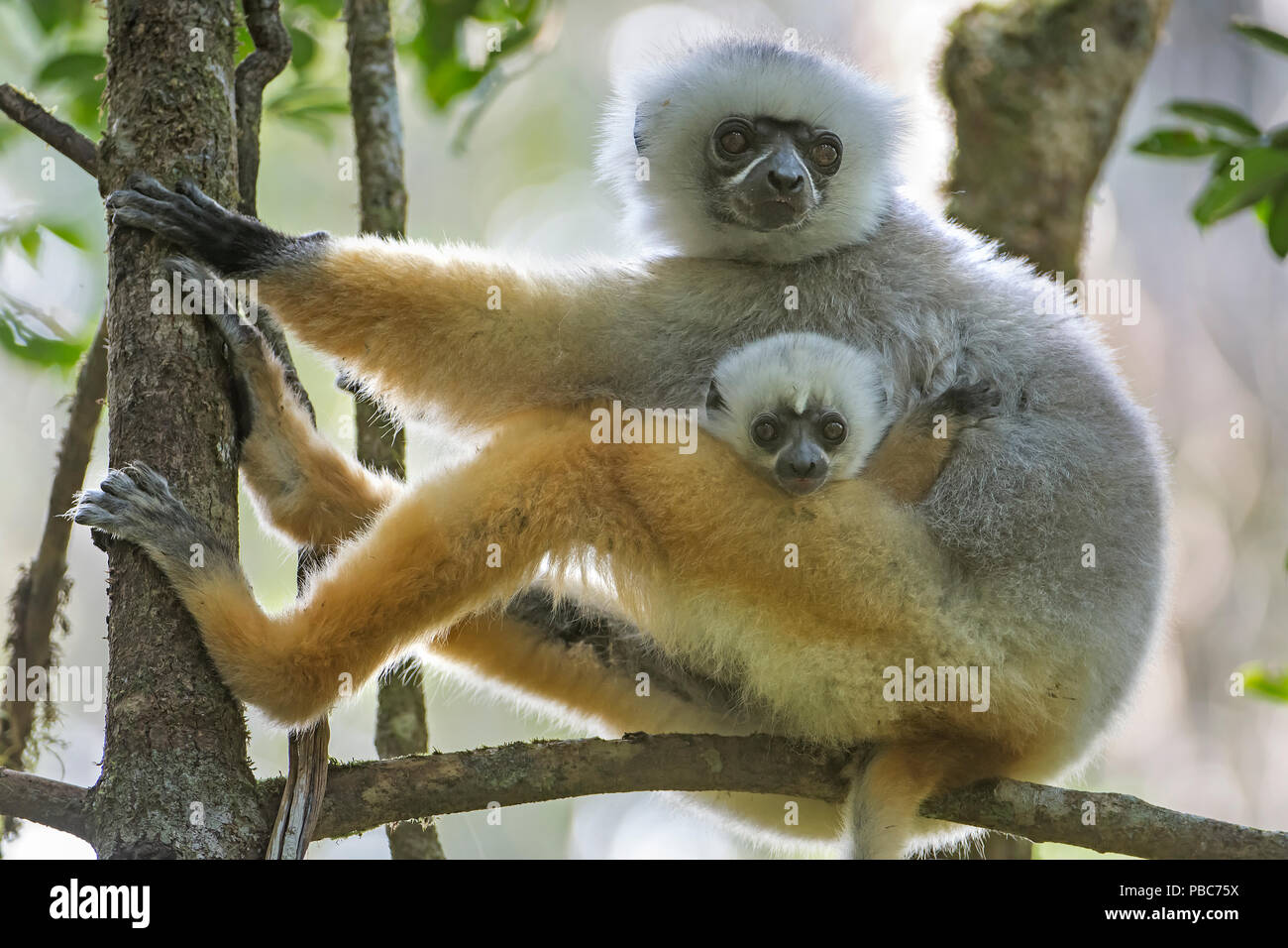Diademed Sifaka (Propithecus diadema) female with baby sitting in tree ...