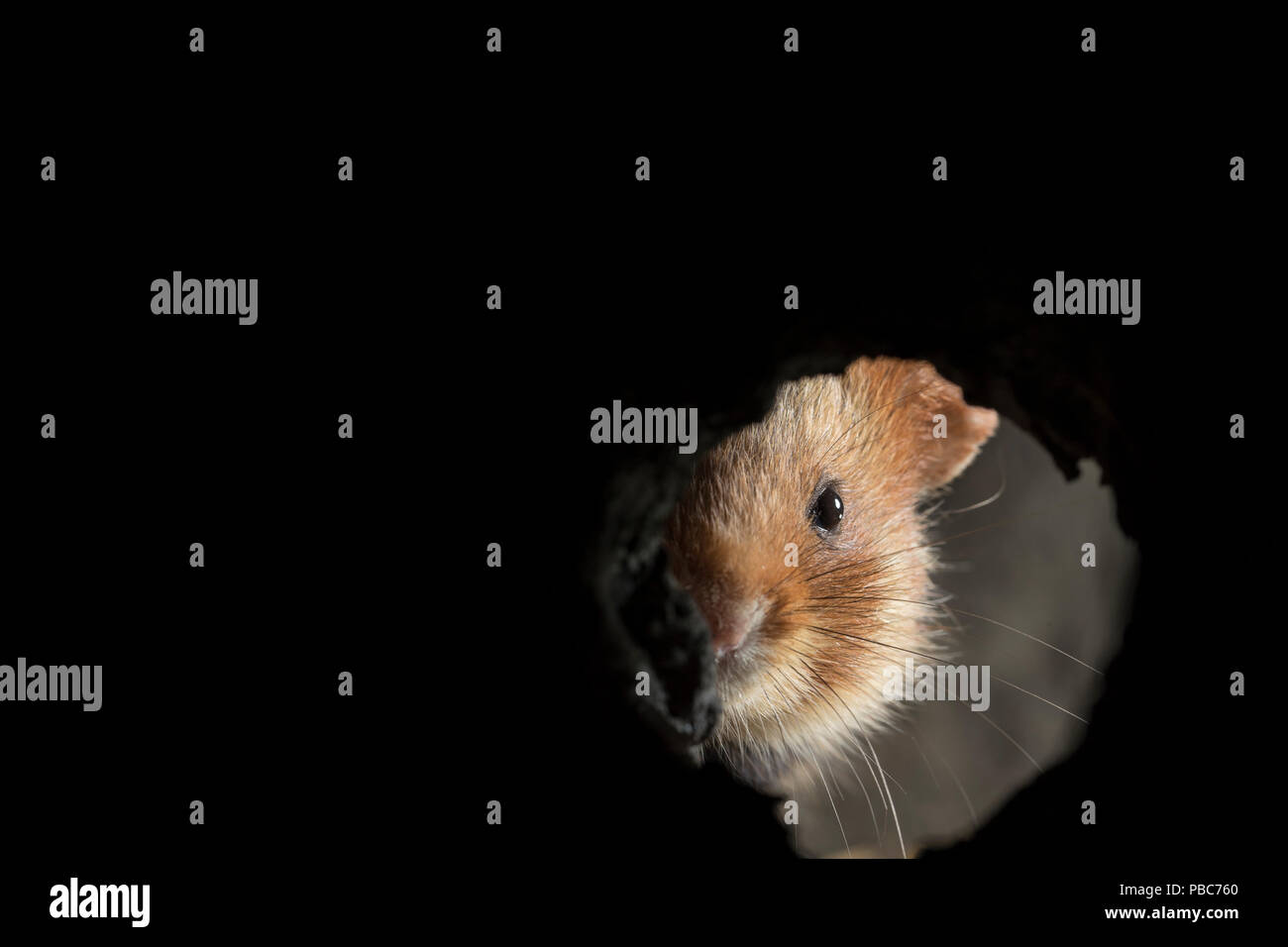 European hamster (Cricetus cricetus), adult, in burrow, captive Stock ...