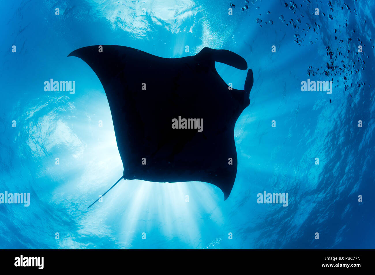 Giant manta ray (Manta birostris) seen from below, El Boiler dive place ...