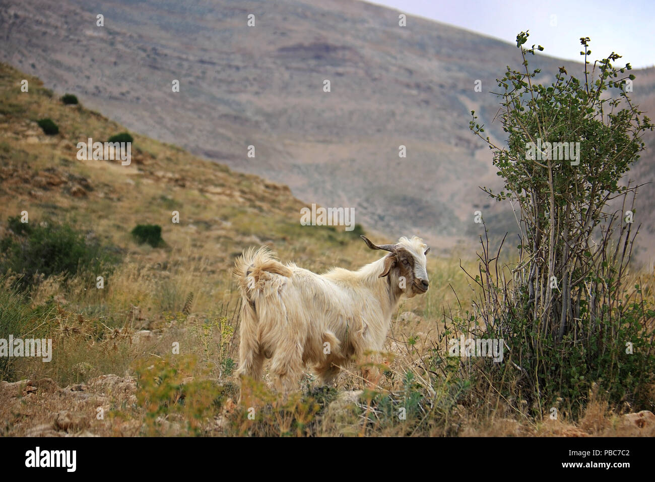 Bush goat hi-res stock photography and images - Alamy