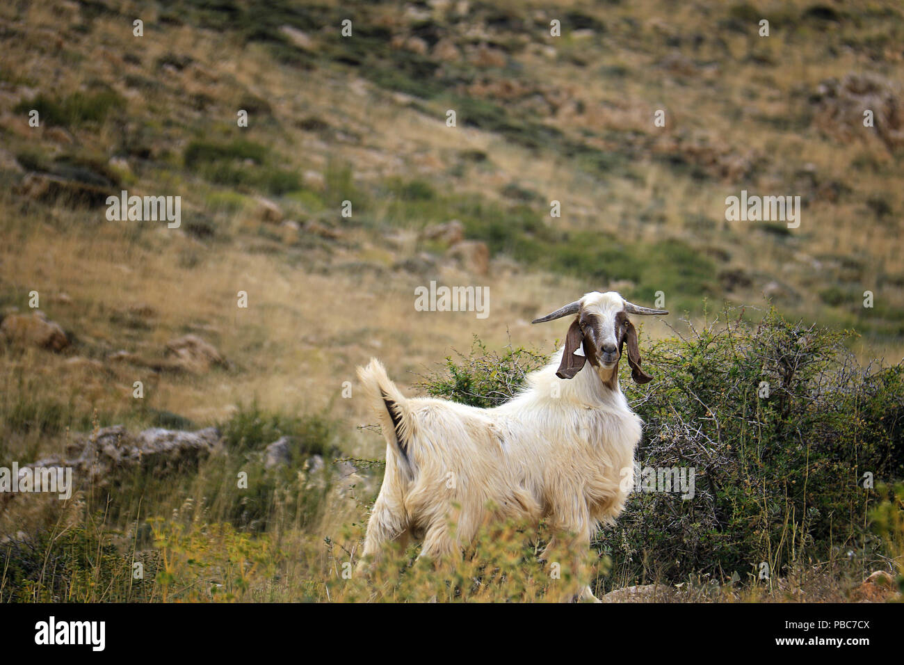 Adorable goat hi-res stock photography and images - Alamy