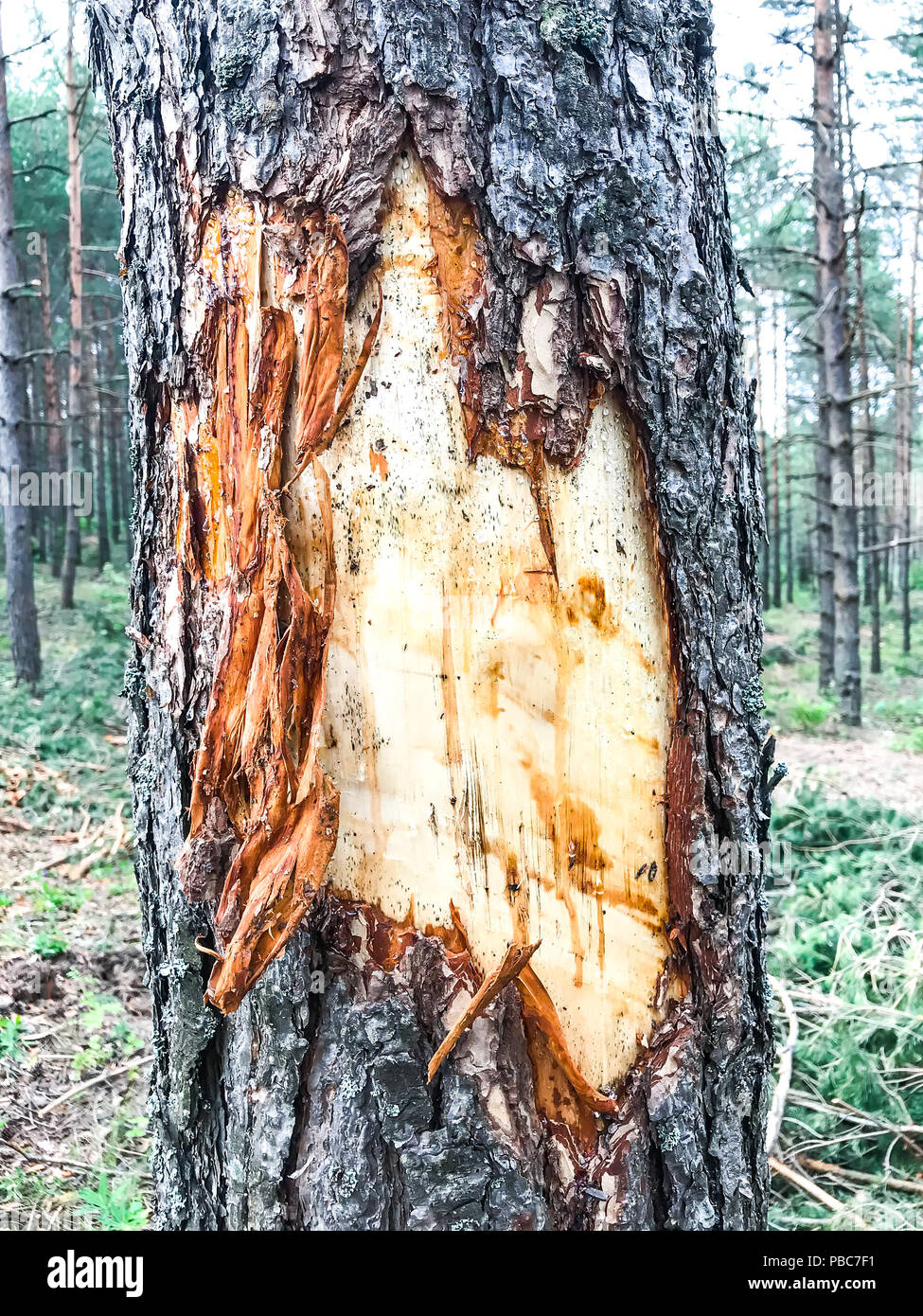 Trunk of tree in forest with damaged bark. Studio Photo Stock Photo - Alamy