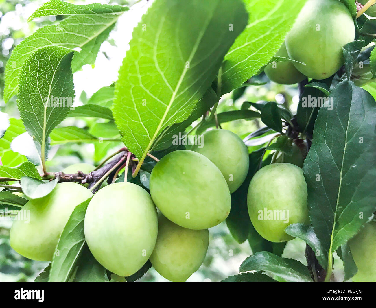 Immature plums growing garden hi-res stock photography and images - Alamy