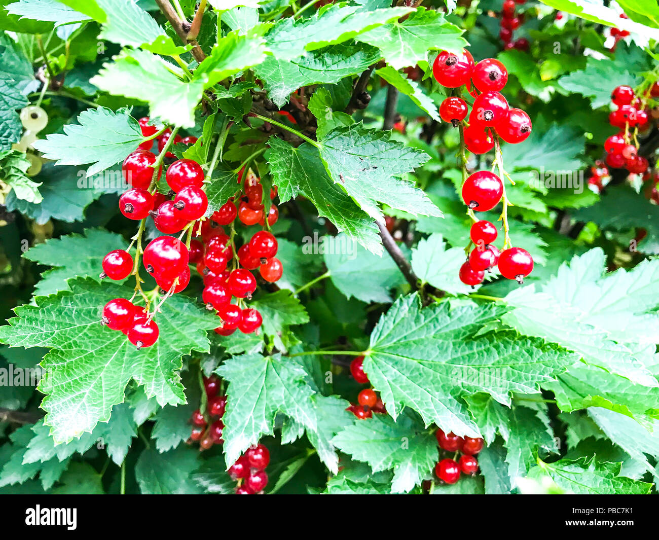 Ripened berries of red currant on branches with green leaves. Studio ...