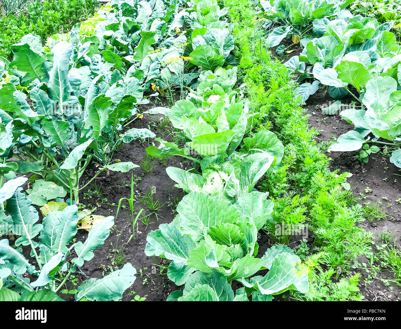 Rows in rows with vegetable plants. Studio Photo Stock Photo - Alamy