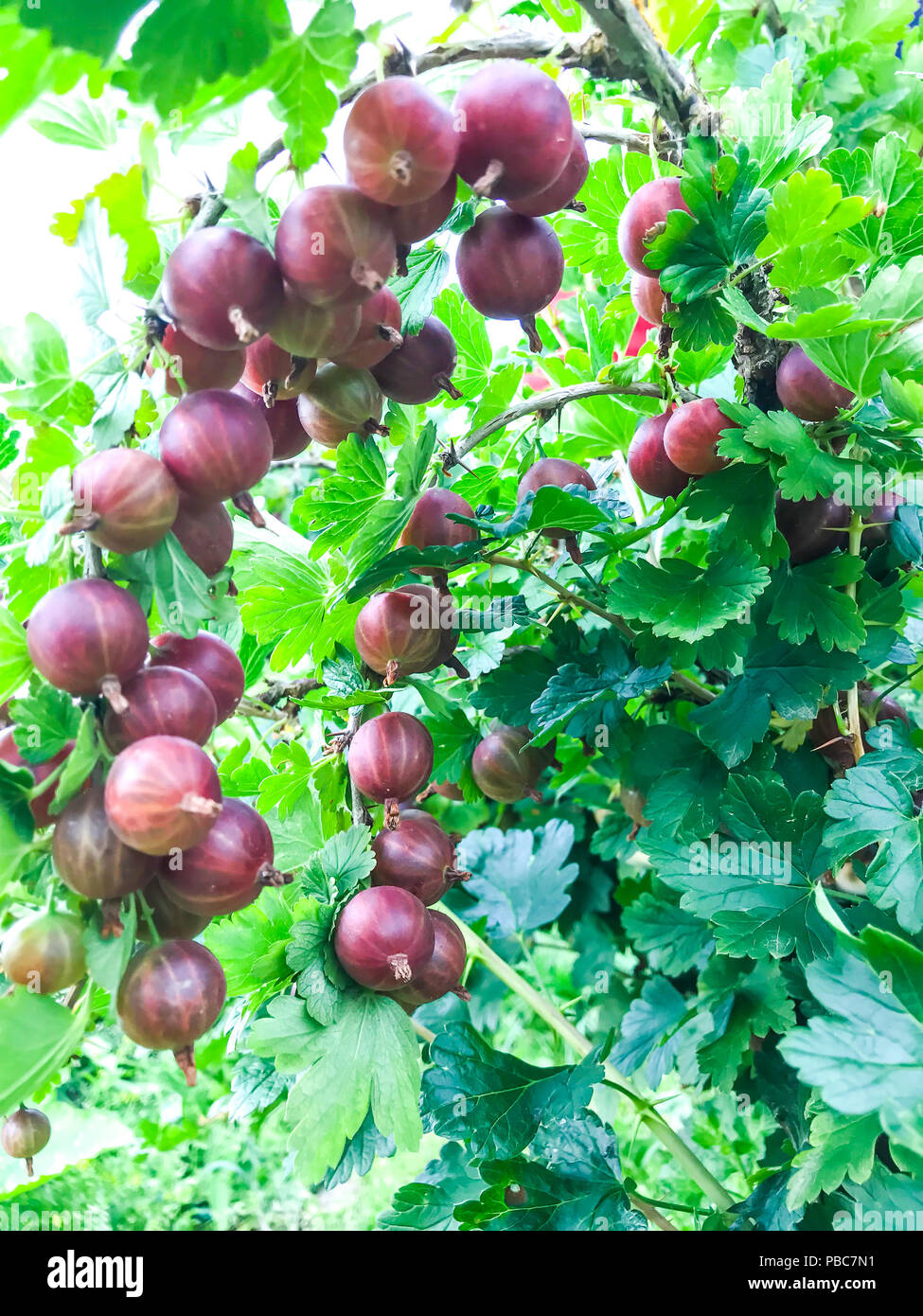 Jostaberry shrub hi-res stock photography and images - Alamy